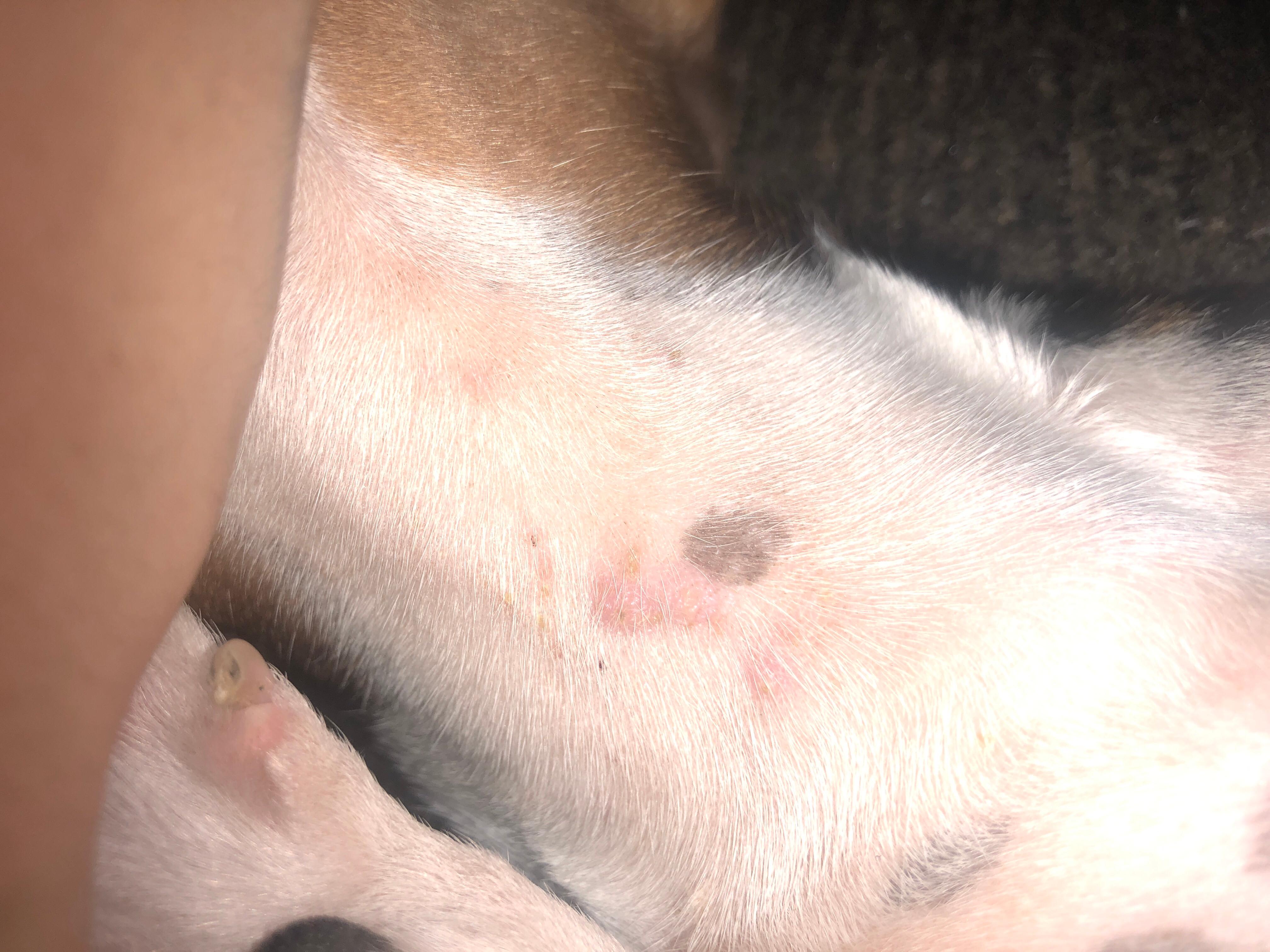 My dog has red, patchy bumps with pus. Is it staph? What to do? | Petco