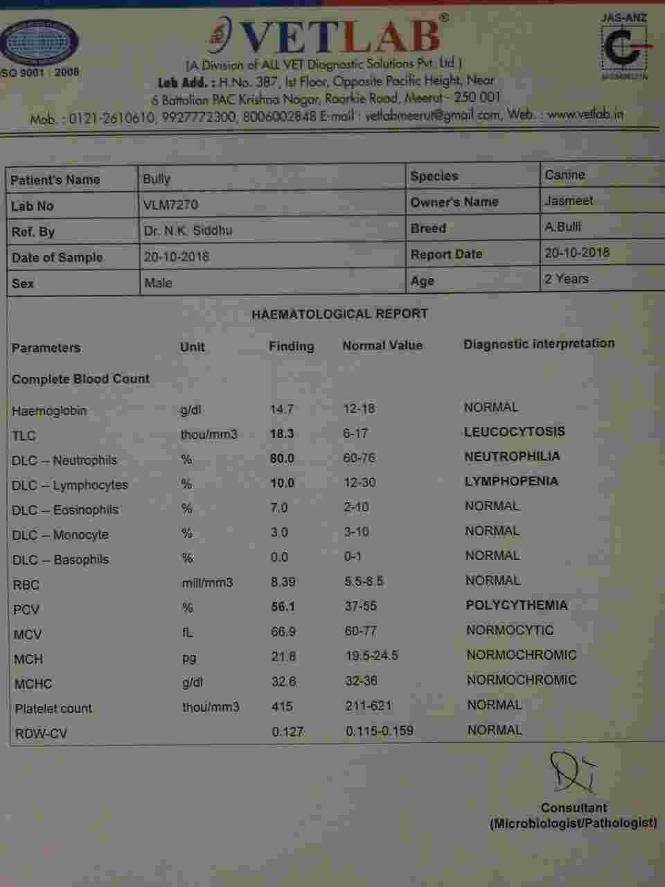What Do My Dog's Recent Blood Test Results Mean for His Health? | Petco