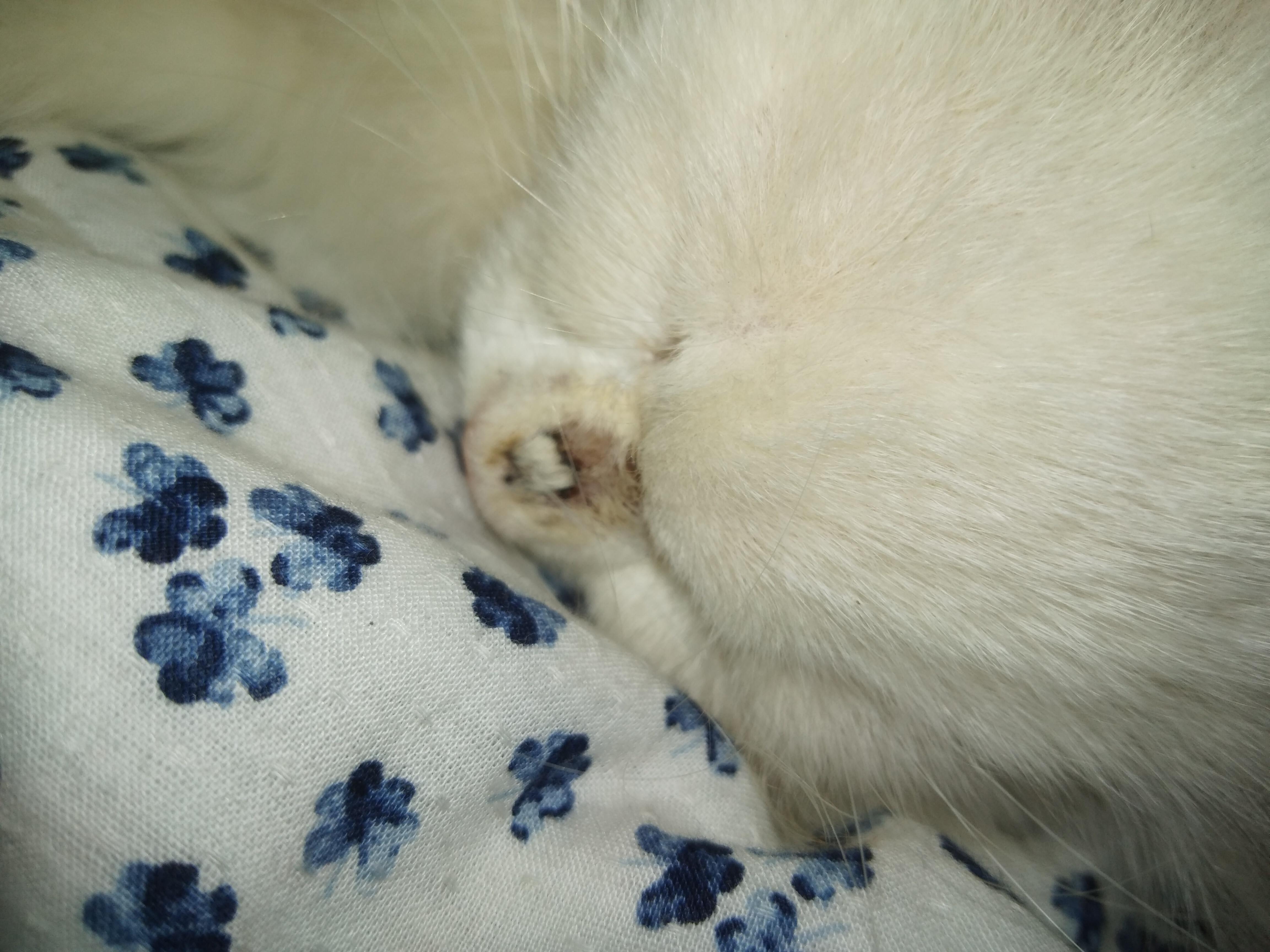 3-Month Persian Kitten: Single/Double Coat? What's on Its Nose? | Petco