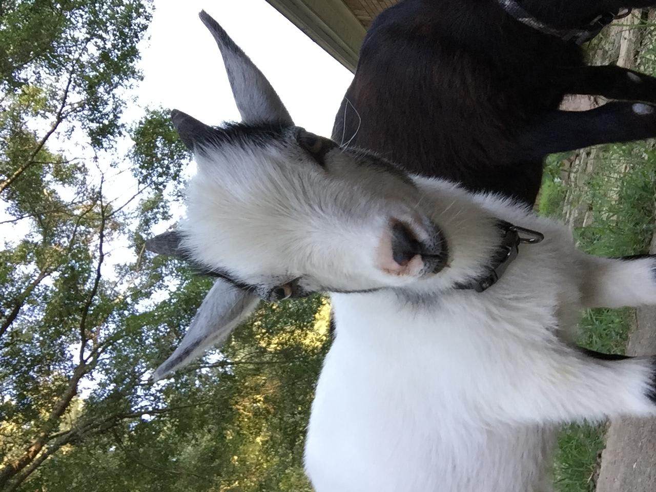 Why is my goat trying to bleat but making no sound and coughing? | Petco