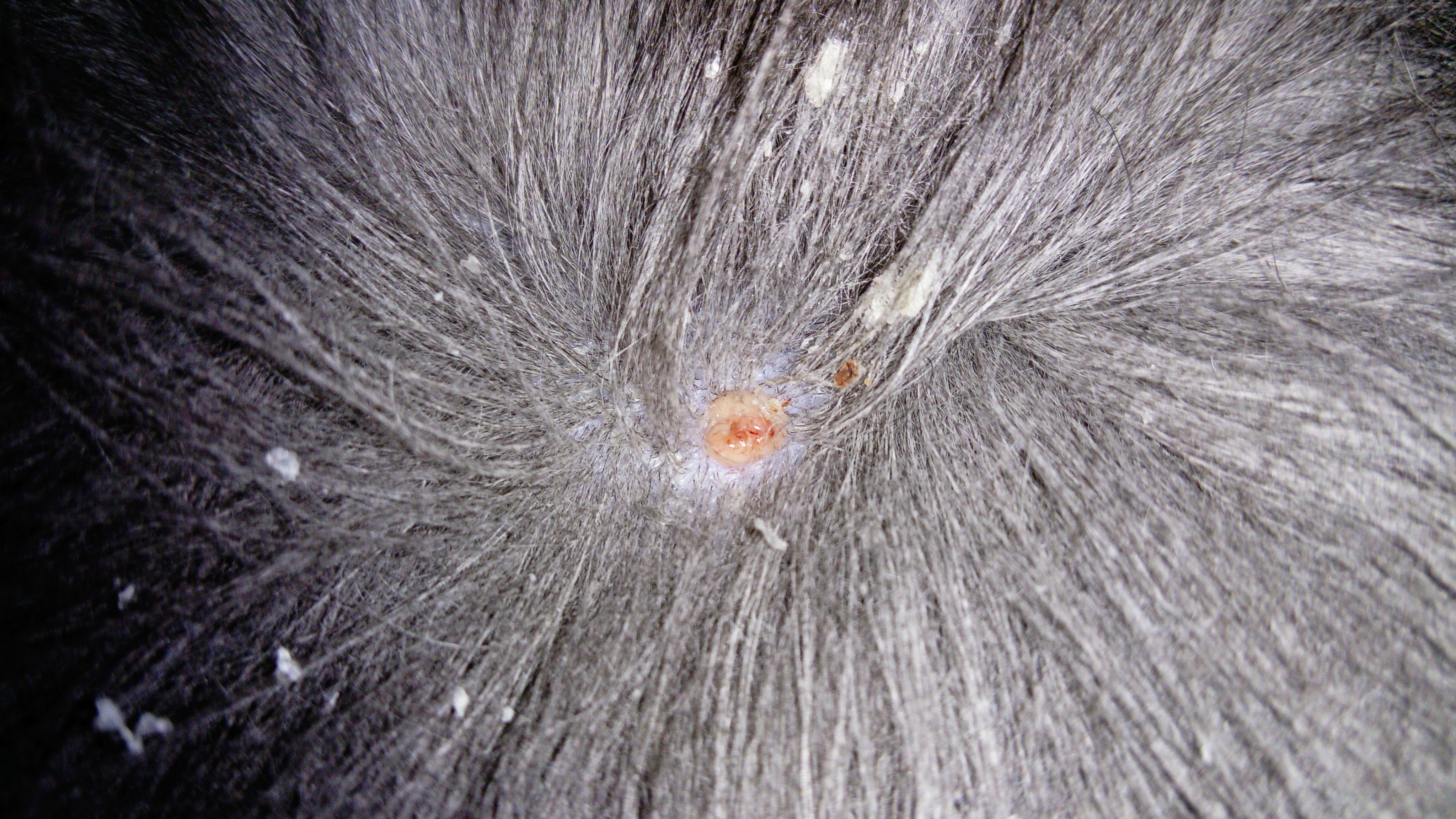 My cat has a lump on his lower back with dry skin. What is it? | Petco