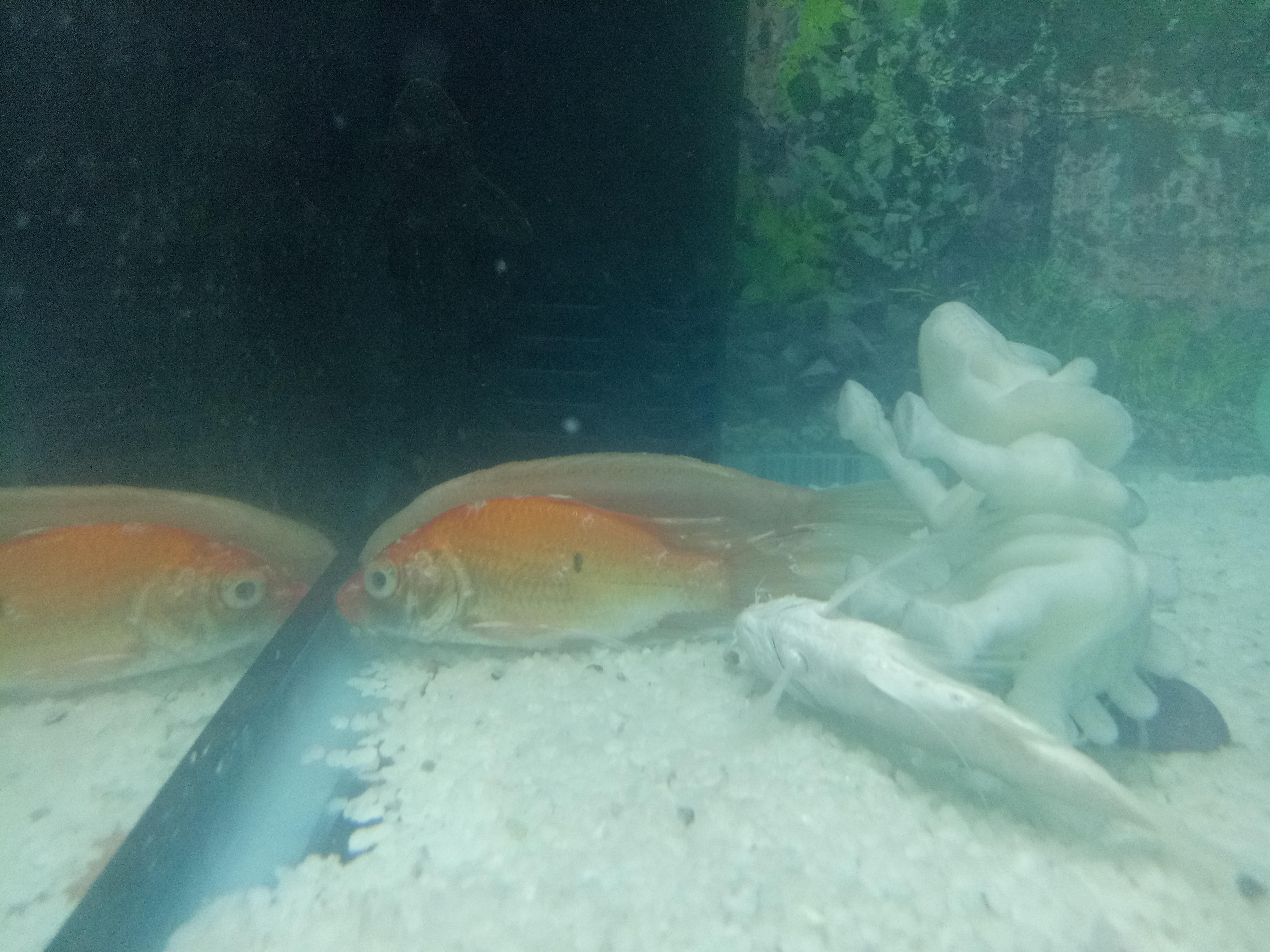 My Aquarium Fish Have Skin Issues & Abnormal Behavior. Get Help! | Petco