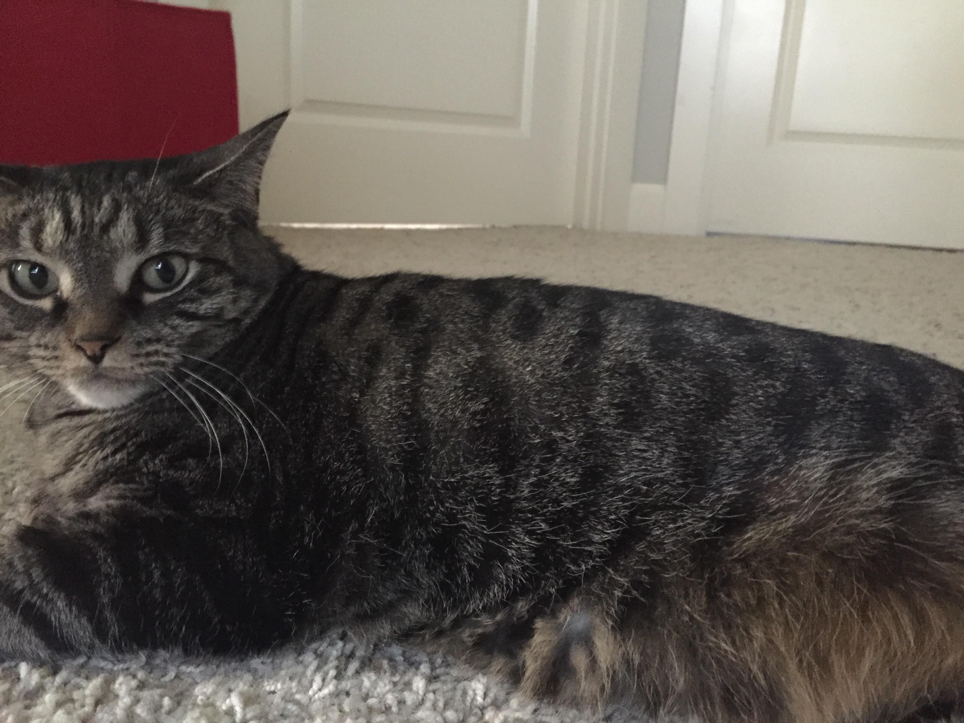 My cat's stomach looks bloated, but she's eating. Is it serious? | Petco