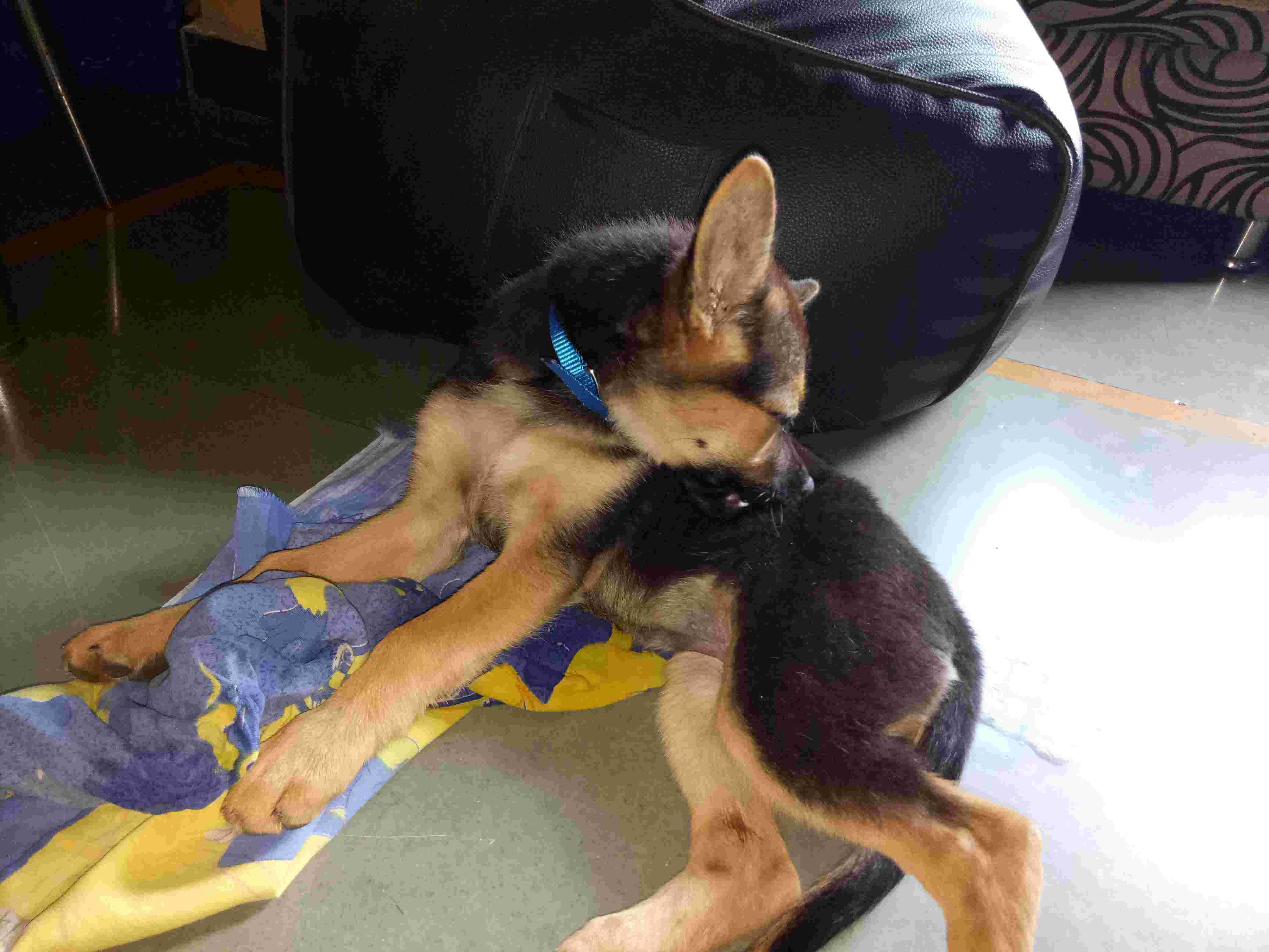 Puppy Tick Bite Bleeding: Protect Your Dog from Ticks & Fleas | Petco