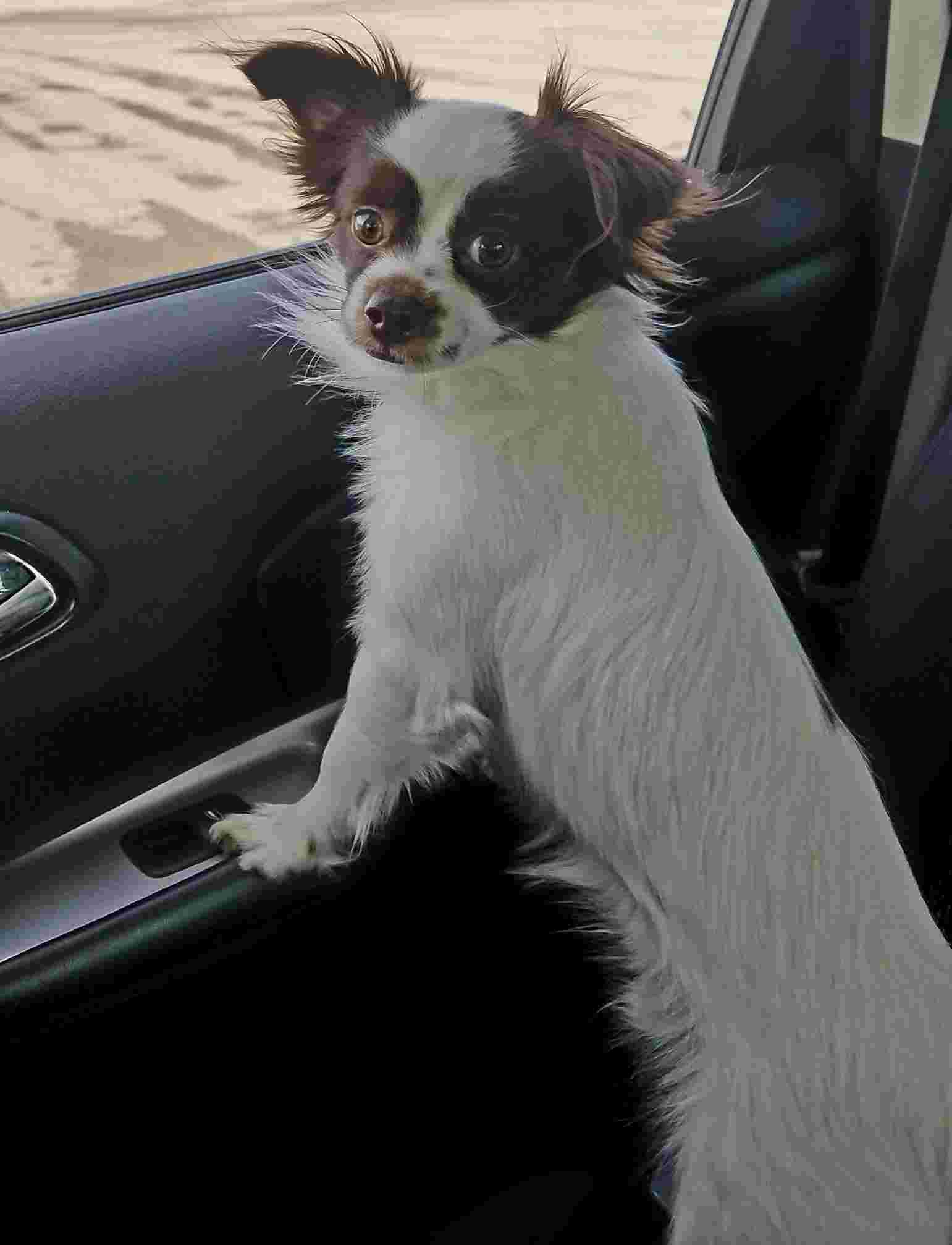 My small dog is shaking, lethargic, can't jump. What's wrong? | Petco