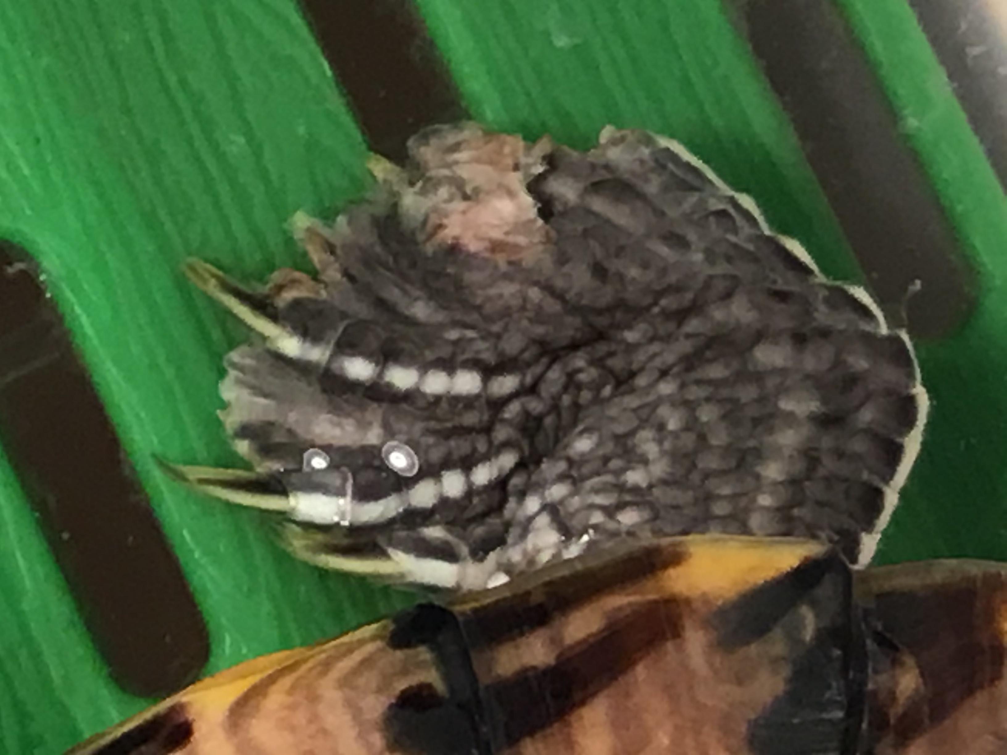 How to Treat Your Turtle's Bitten Foot Wound & Water Temp | Petco