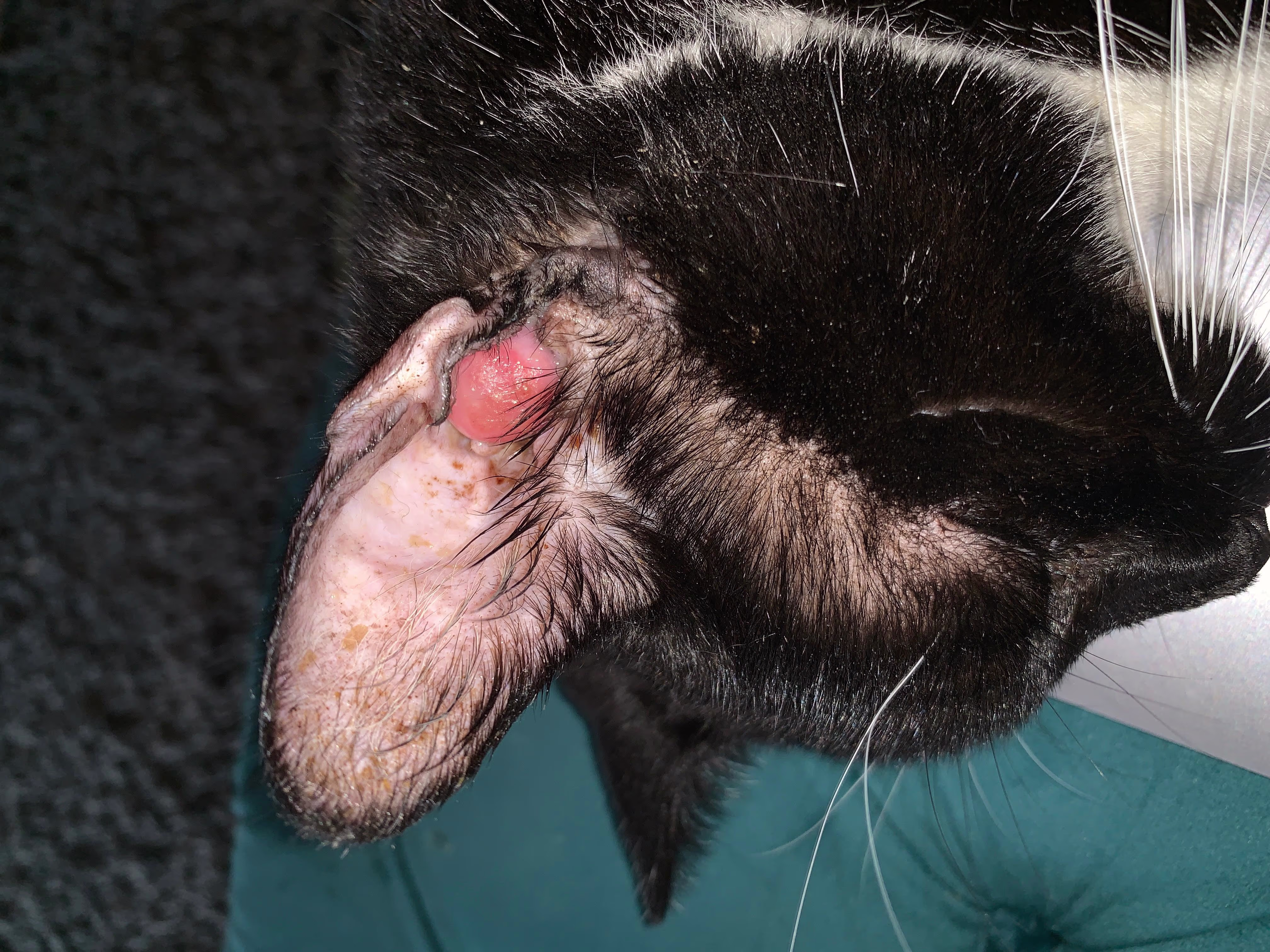 Cat ear polyp: Can Benadryl provide inflammation relief? | Petco
