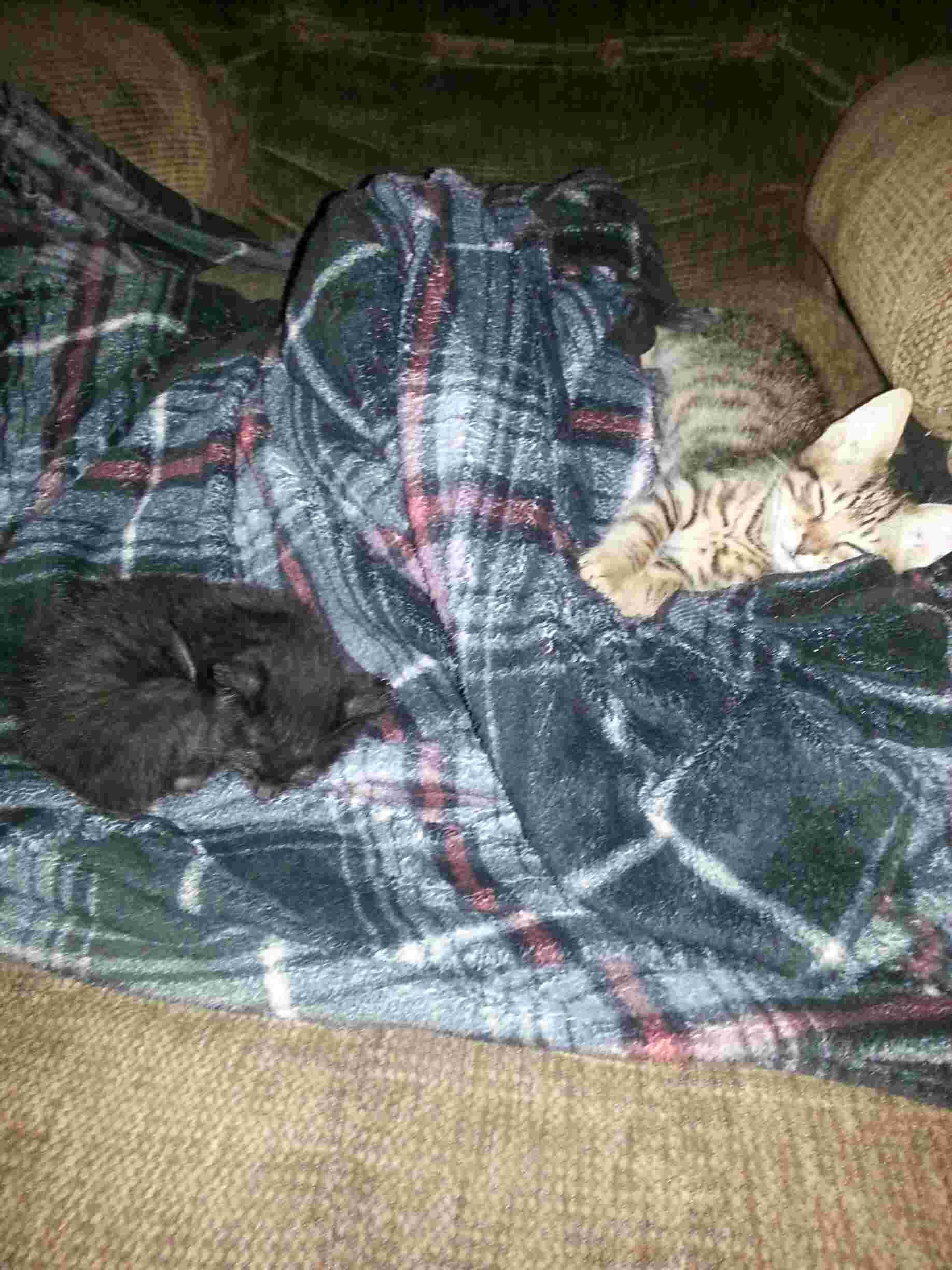 My Kitten is Sick & Won't Eat After Vet Visit? Get Help Now | Petco