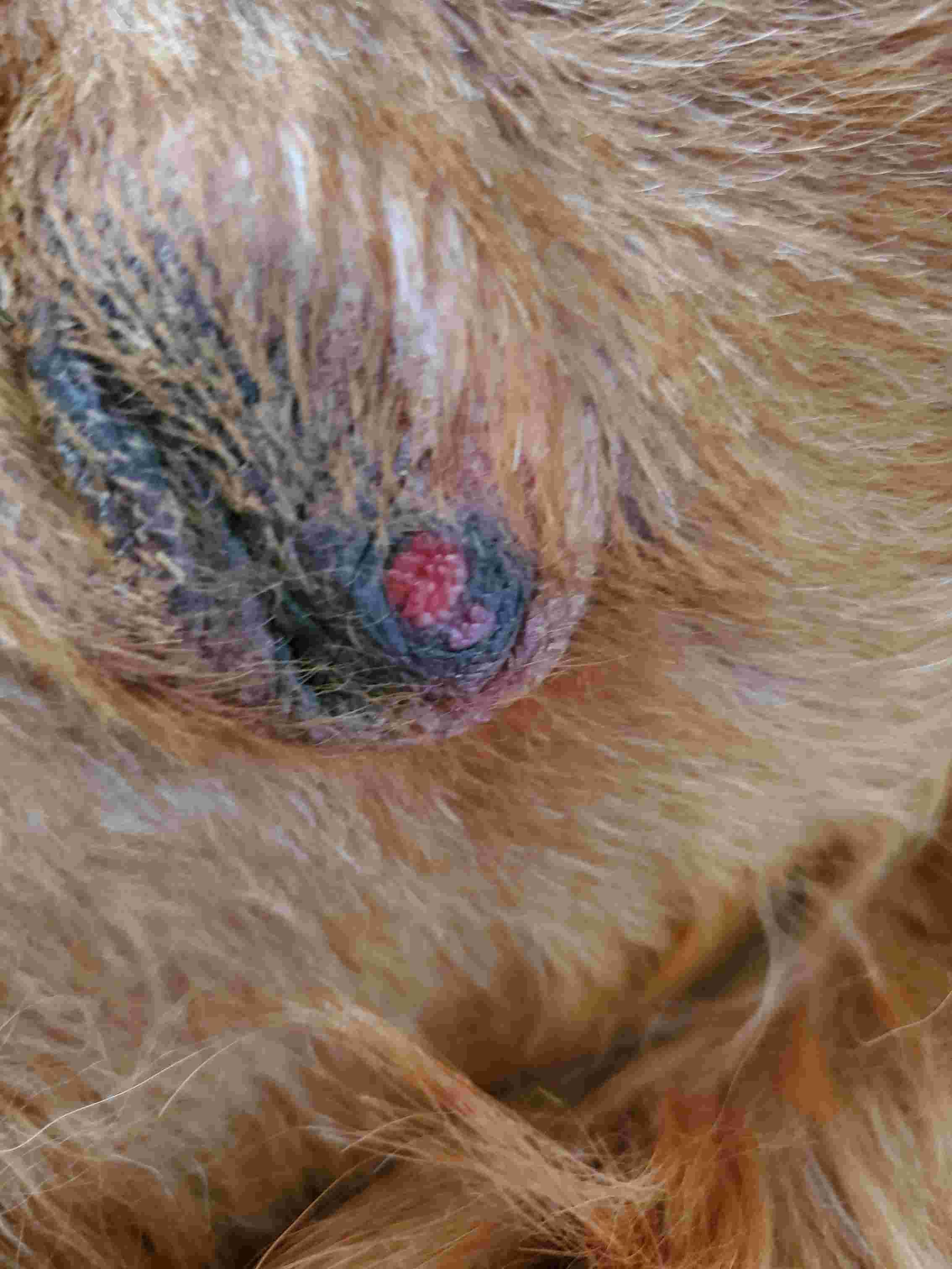 My dog has a red spot on his scrotum post-neuter. What to do? | Petco