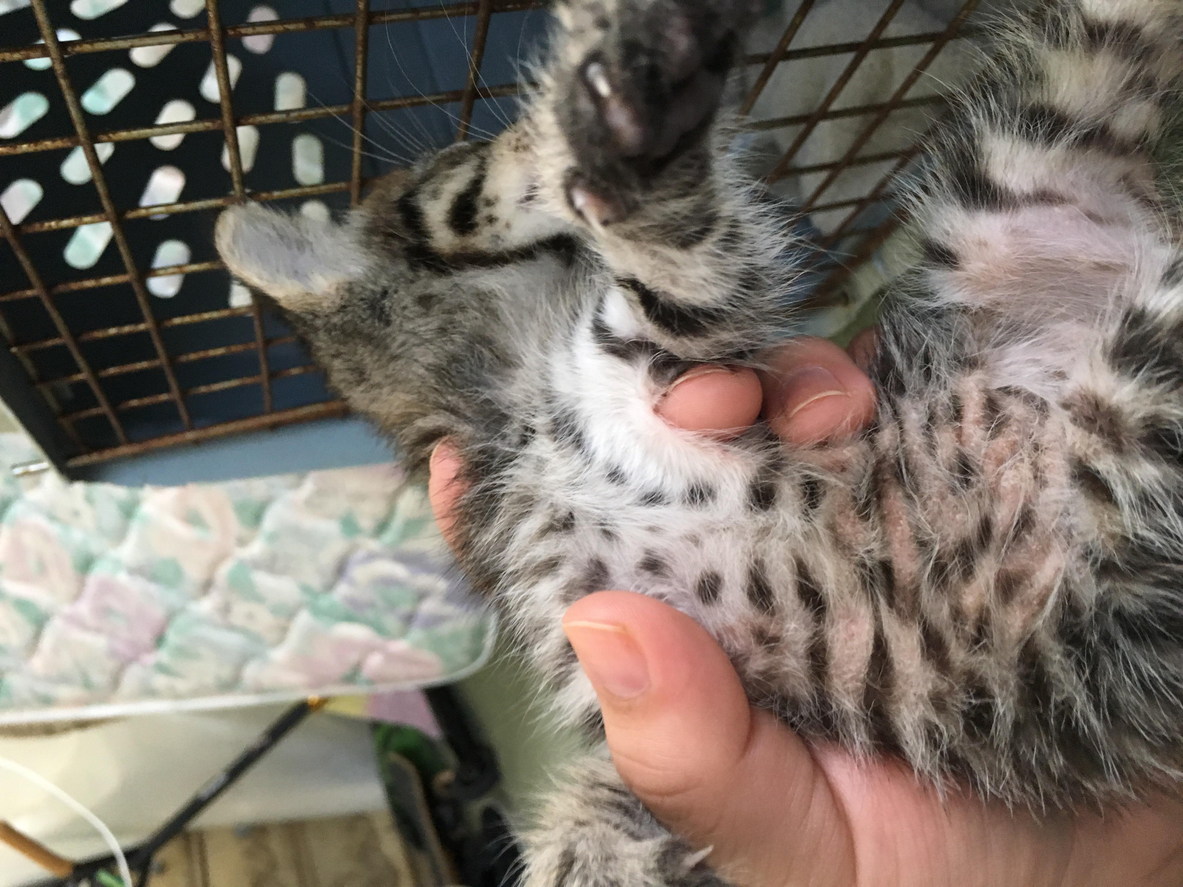My kitten has crusty skin and dandruff after dog shampoo. Why? | Petco