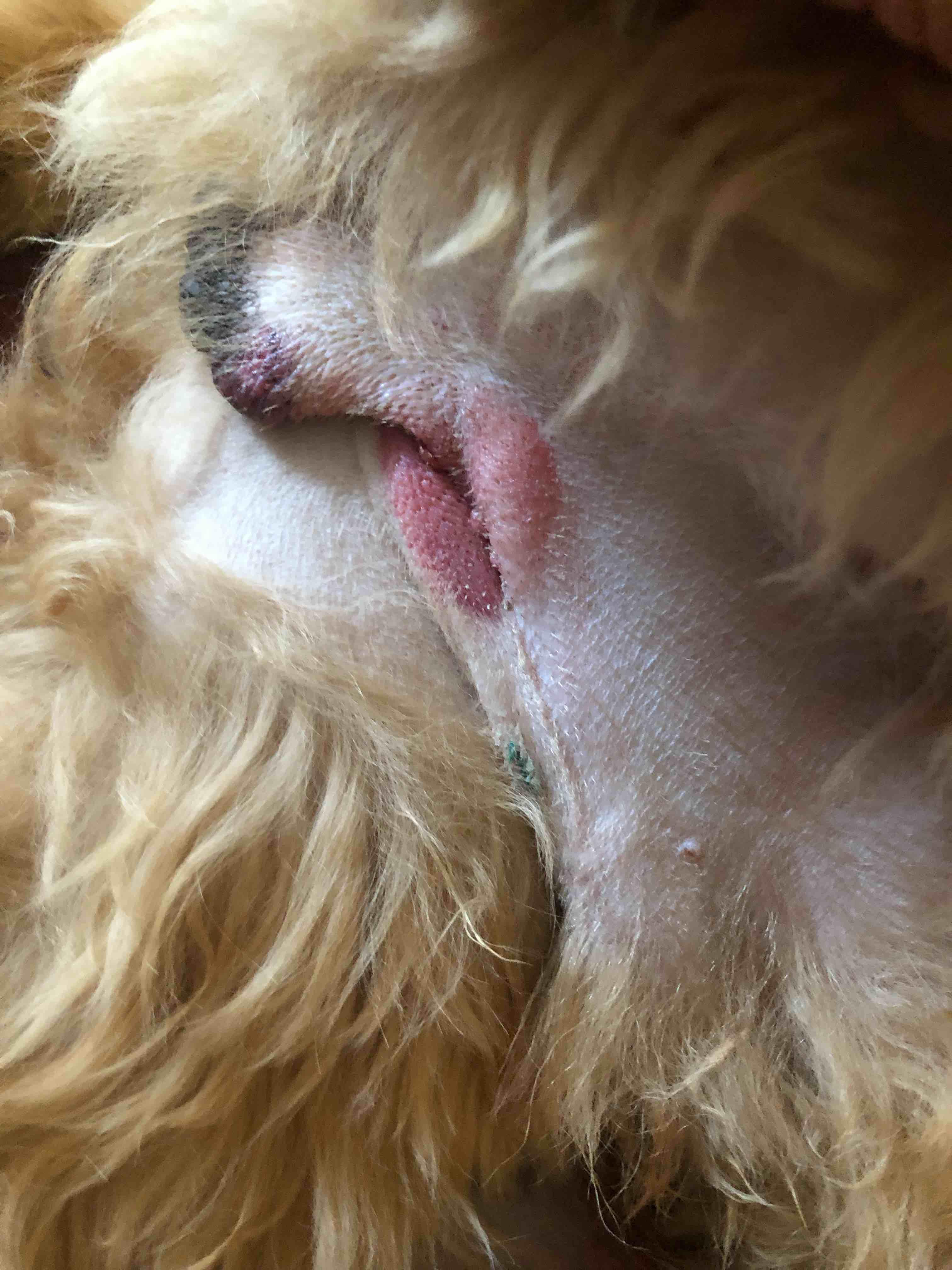 Dog's neuter incision red, constipated, scooting? Is it normal? | Petco