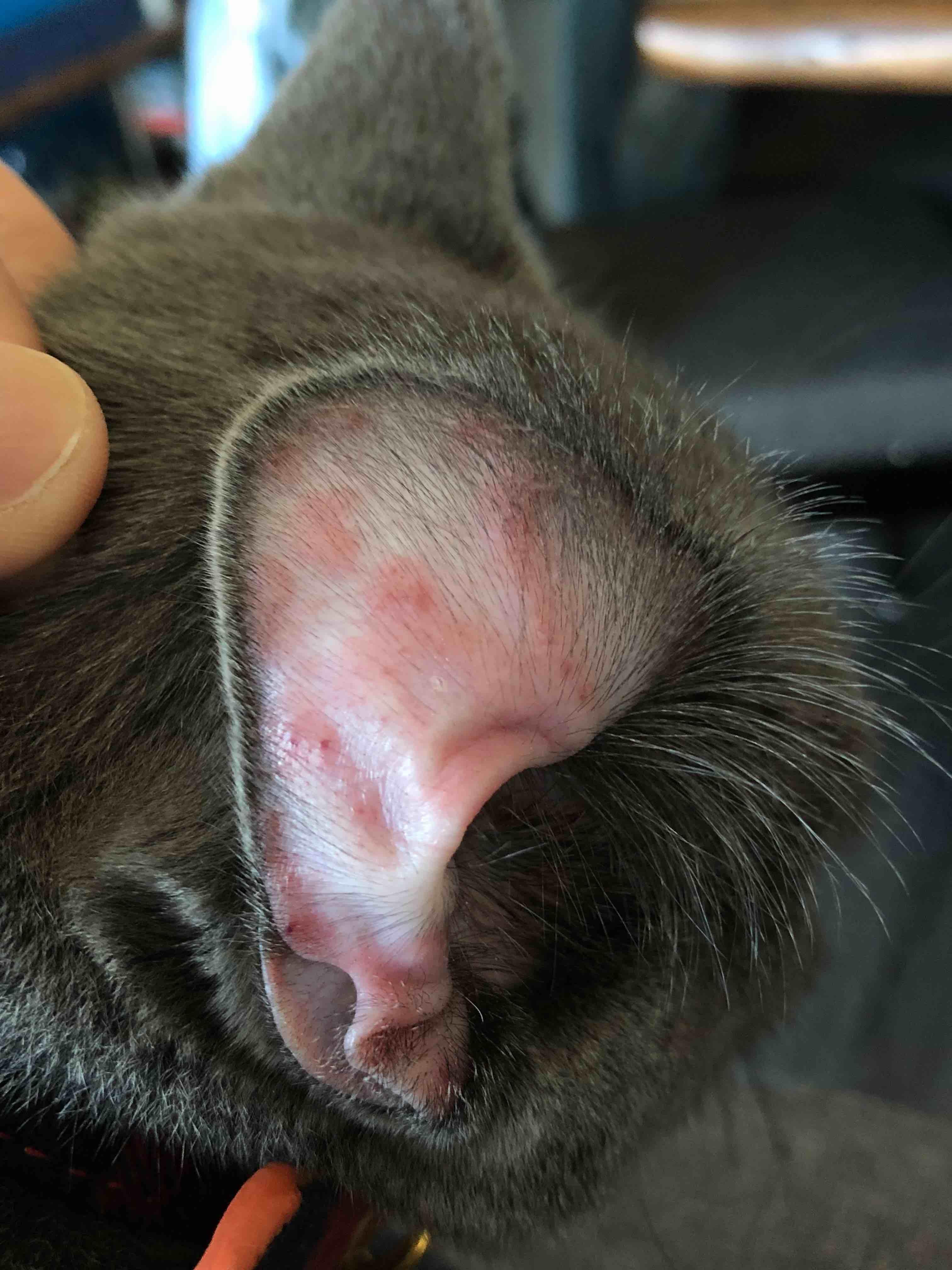 Cat's Red, Bumpy Ears After Mite Treatment? Petco Can Help! | Petco
