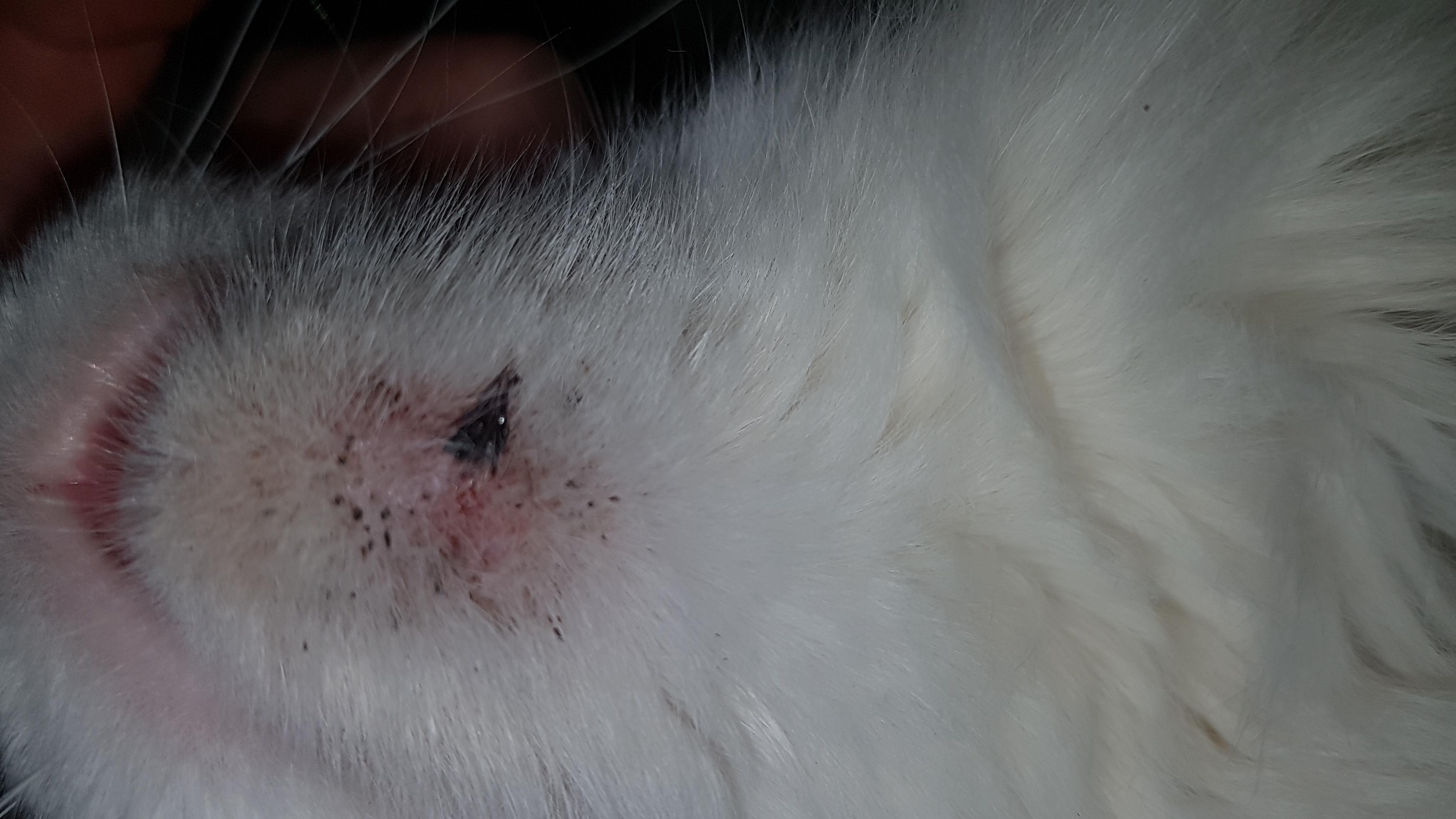 My cat has brown spots & bleeding chin. Is it feline acne? | Petco