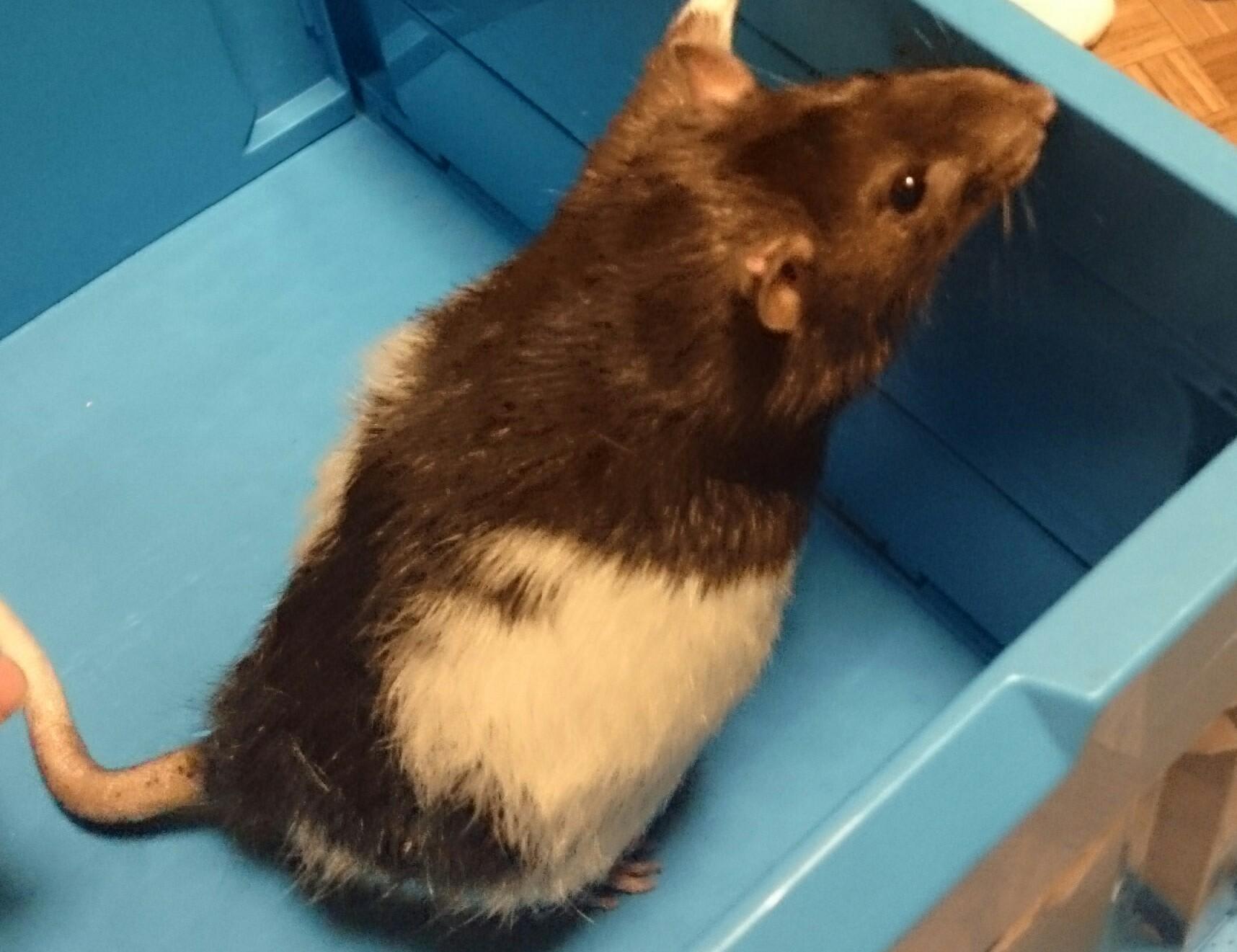 My Rat Has an Ear Lump: Could it Be a Tumor? When to See a Vet | Petco