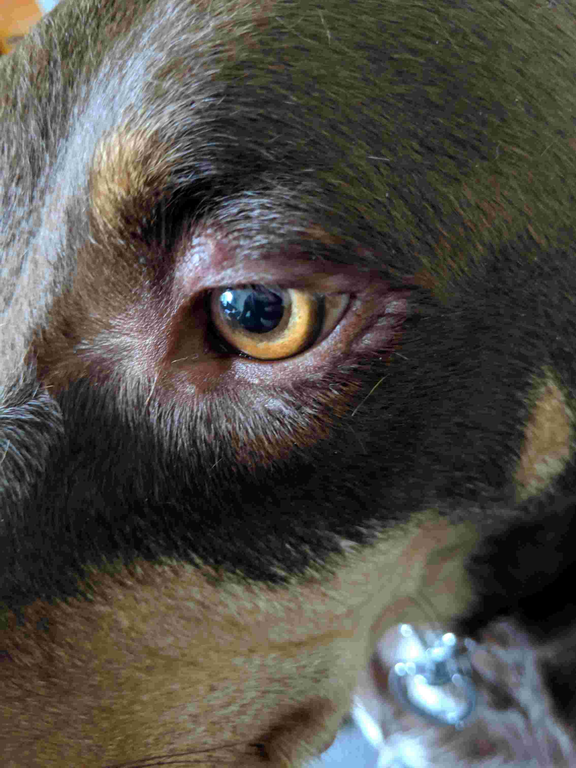 Dog's eye has bumps and he's scratching. Is it an allergy? | Petco