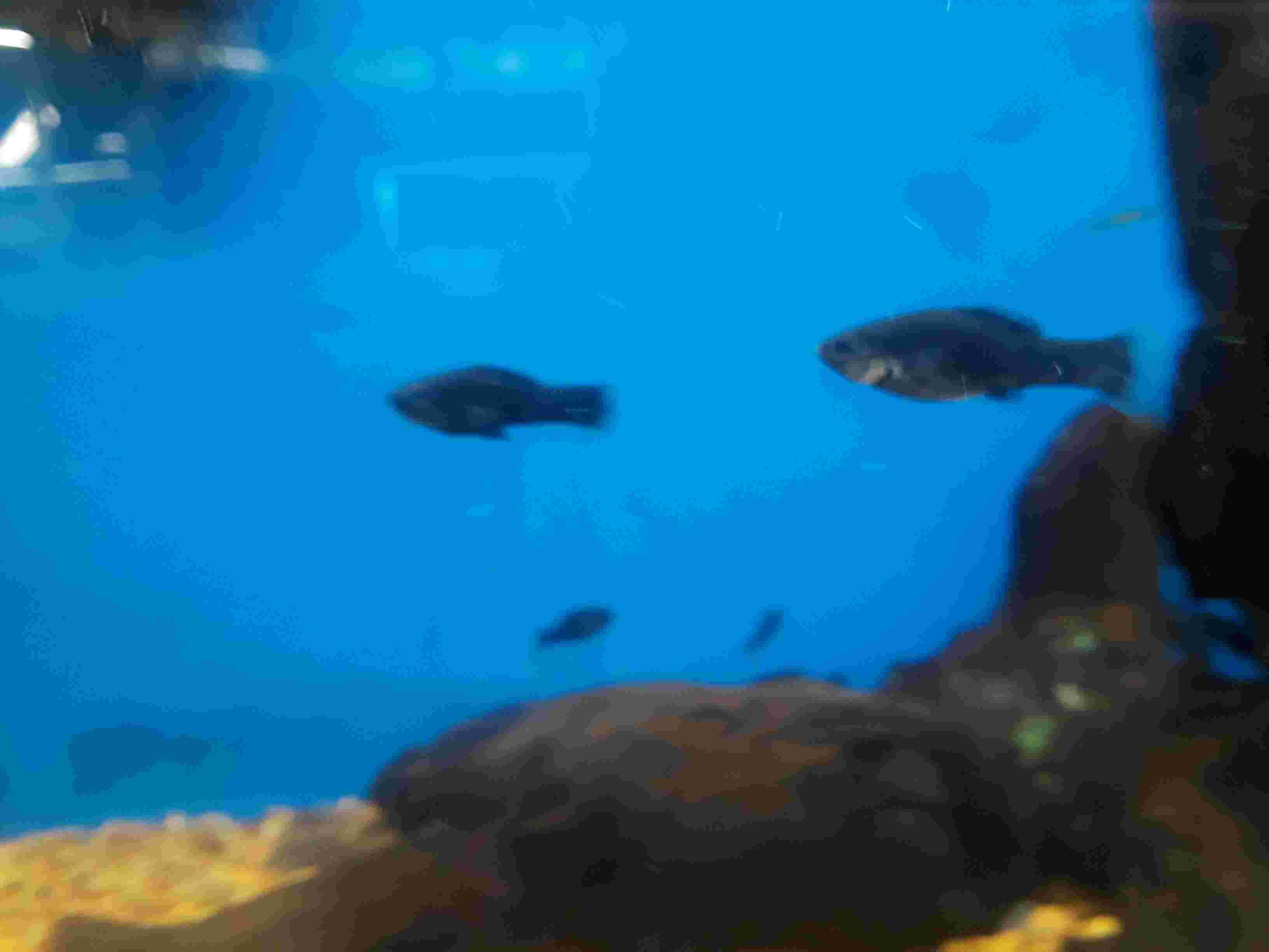 What Fish Can You Put With Your Male Betta? Good Tank Mates | Petco