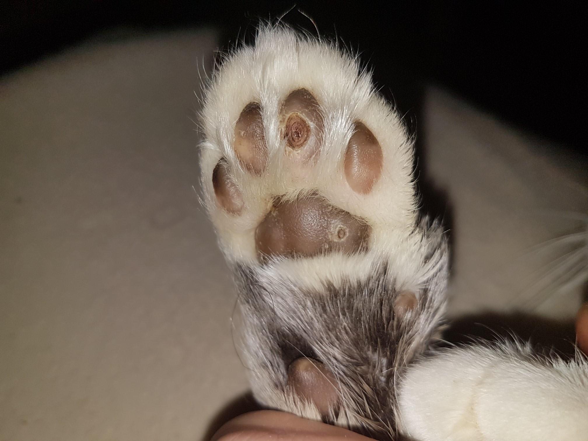 My cat has a scab on his paw. When should I be concerned? | Petco