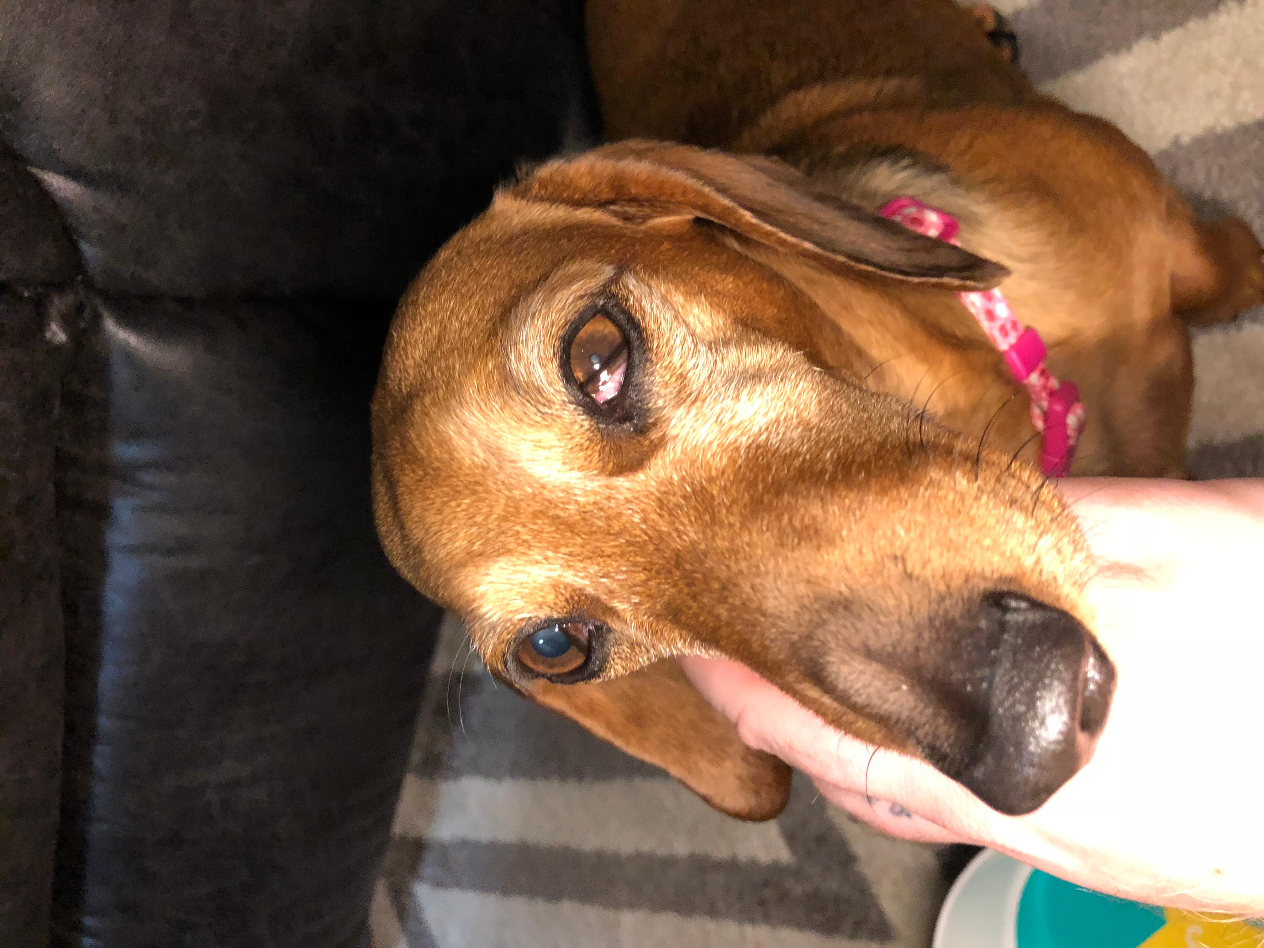 Why is my dog's eye gray/blue, squinting, and pupil so small? | Petco