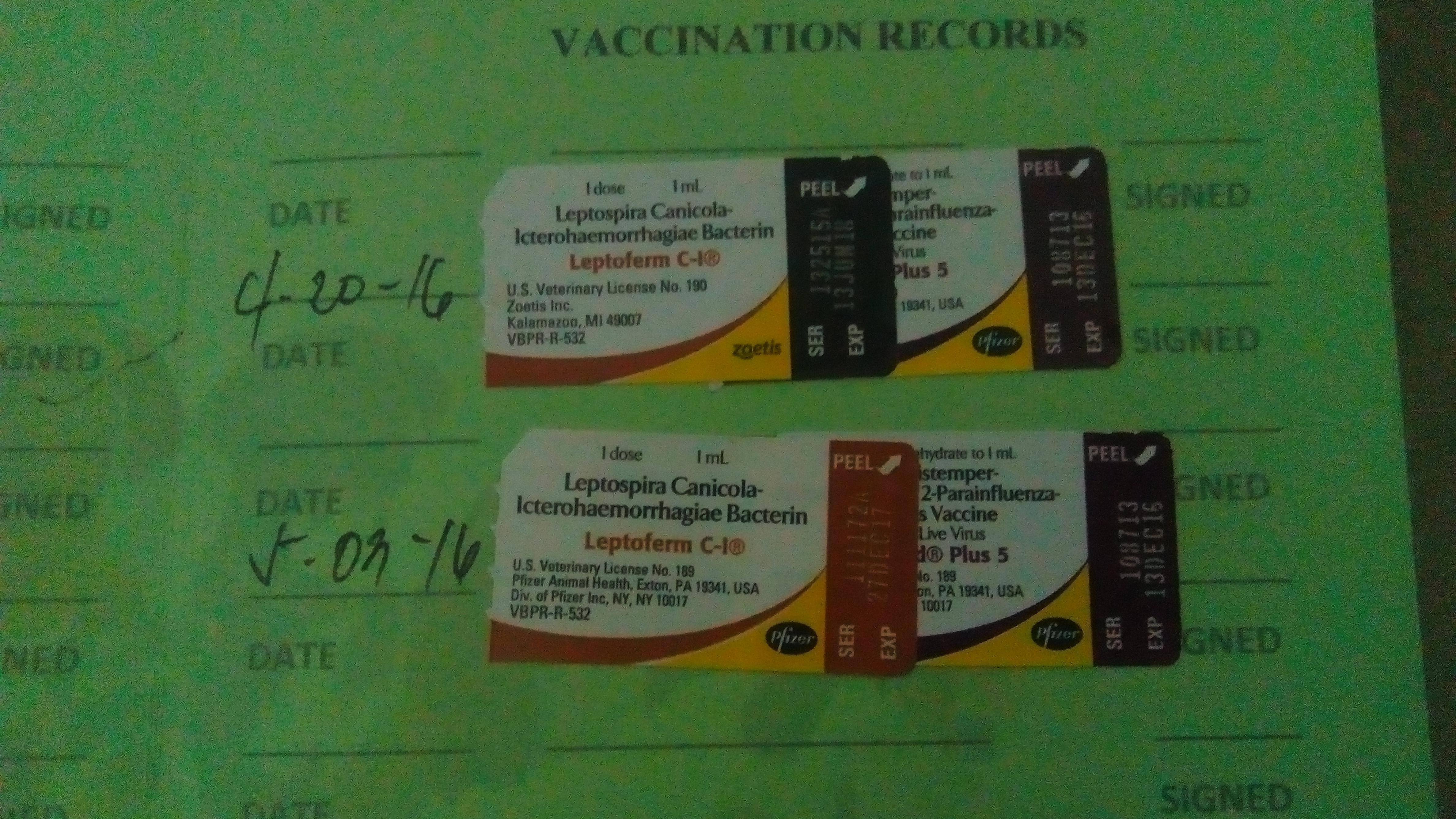 13-Month Shih Tzu Vaccinations: What Shots & Cost to Expect? | Petco