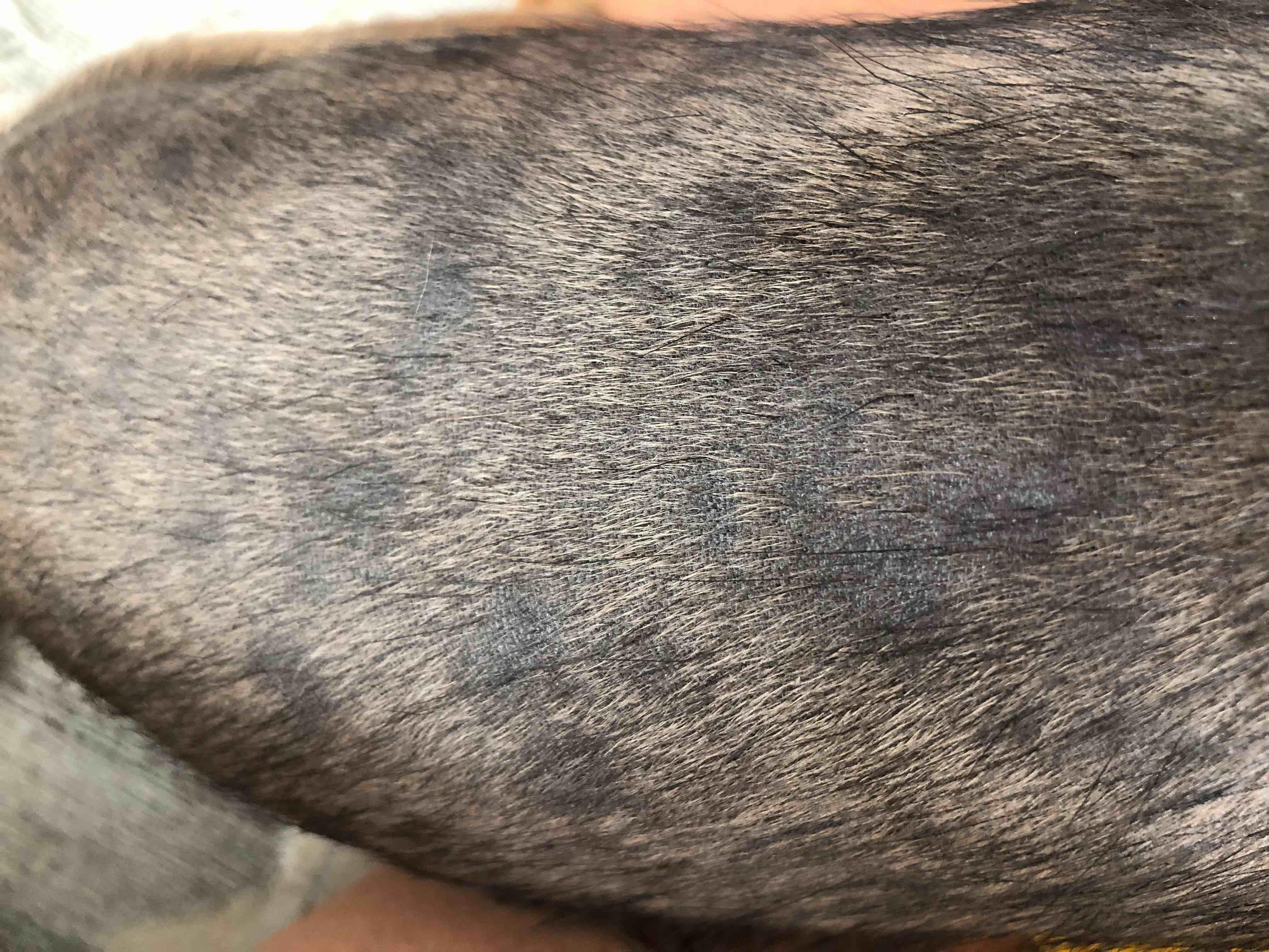 My Dog Has Worsening Hair Loss, Black Dots, Scaly Skin? | Petco