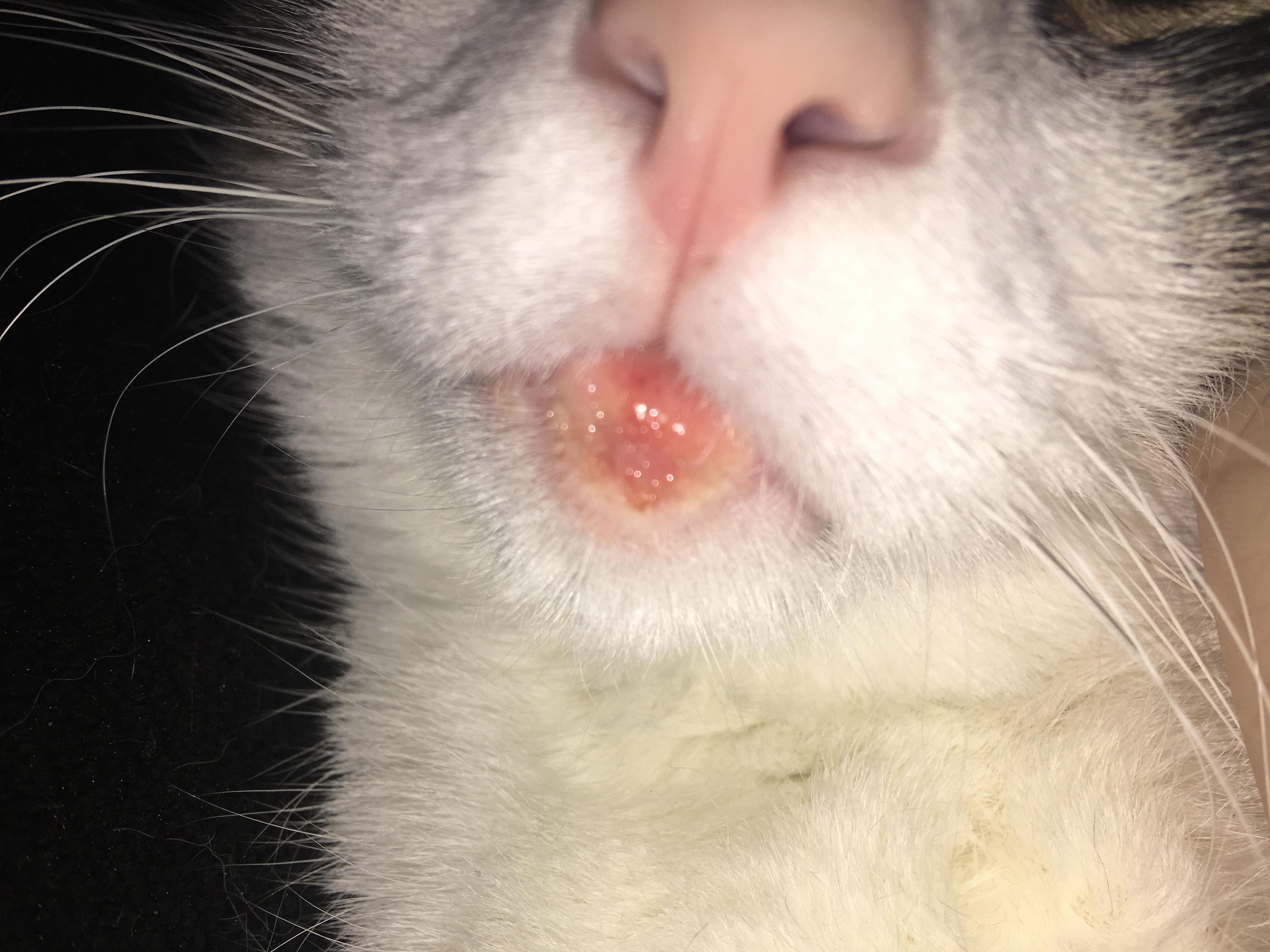 My Cat's Lip Swollen After Injury: Ulcer, Bruise, Allergy? | Petco