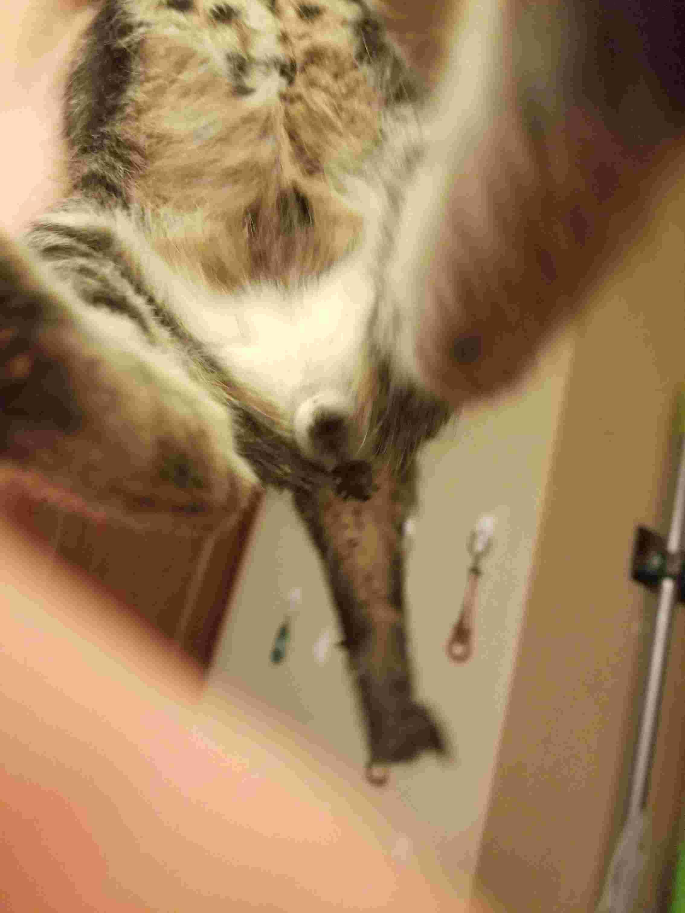 My 4-month kitten has no testicles. Is that why he won't poop? | Petco