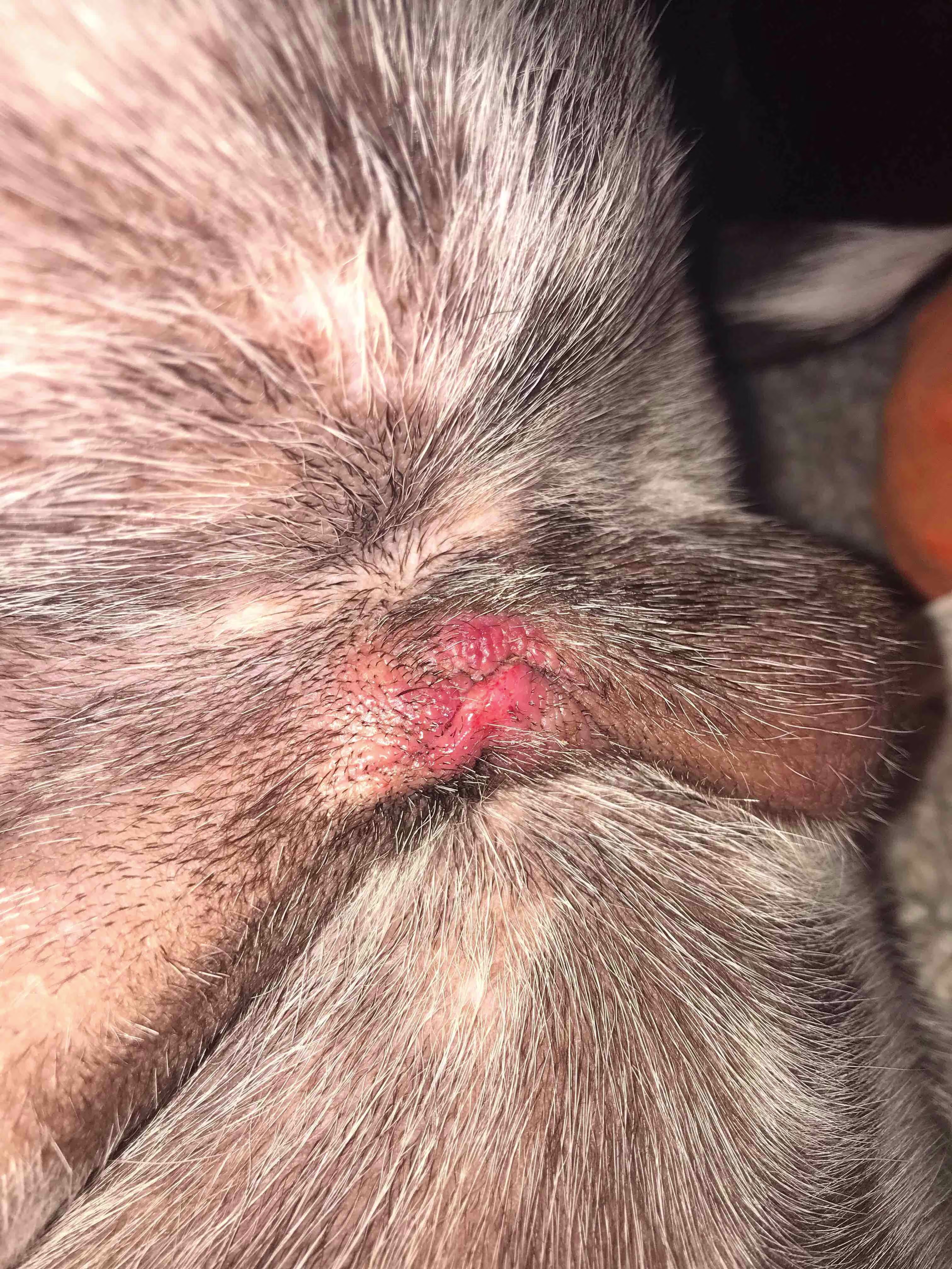 My Dog Licked His Wet Neuter Incision: Is It Infected? | Petco