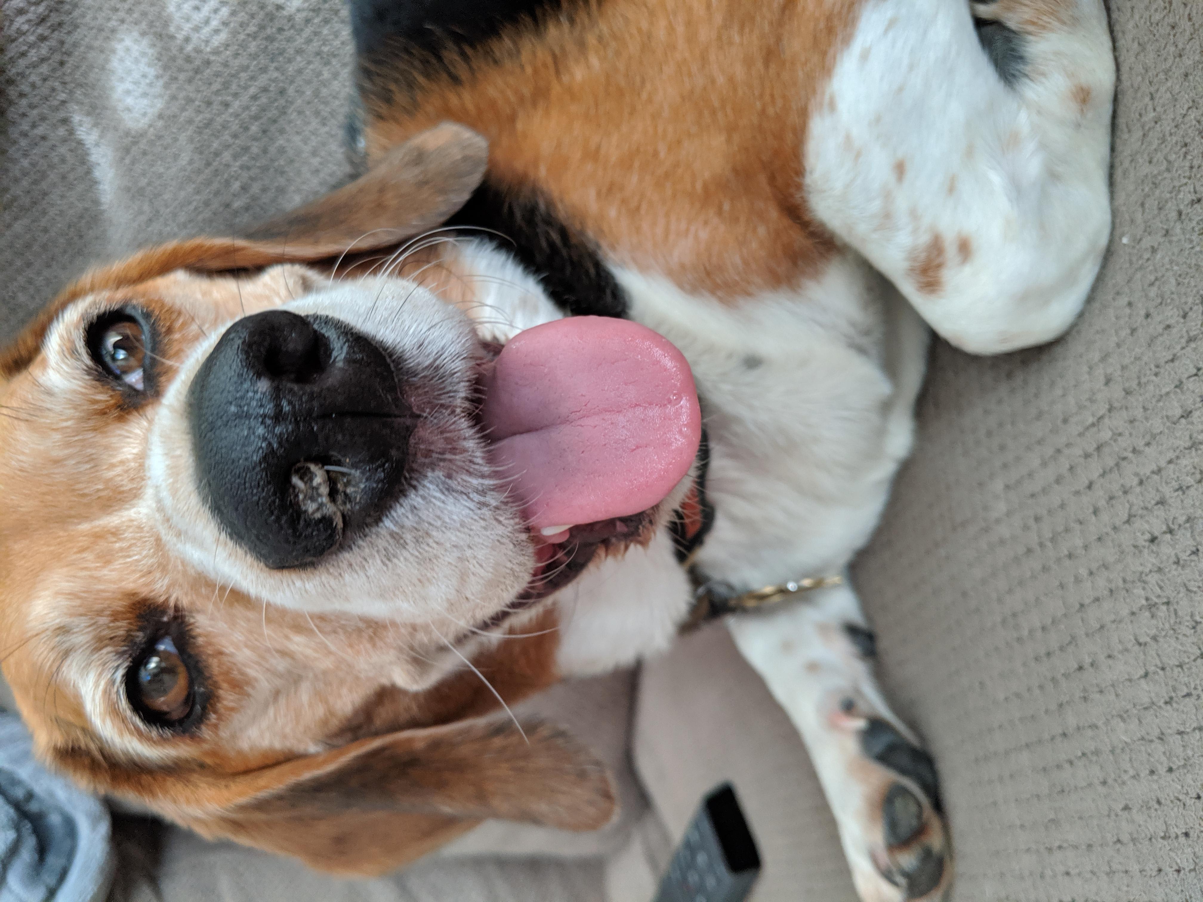 My Dog Has a Hard, Dry Nose Spot: Scab or Snot? Get Answers | Petco