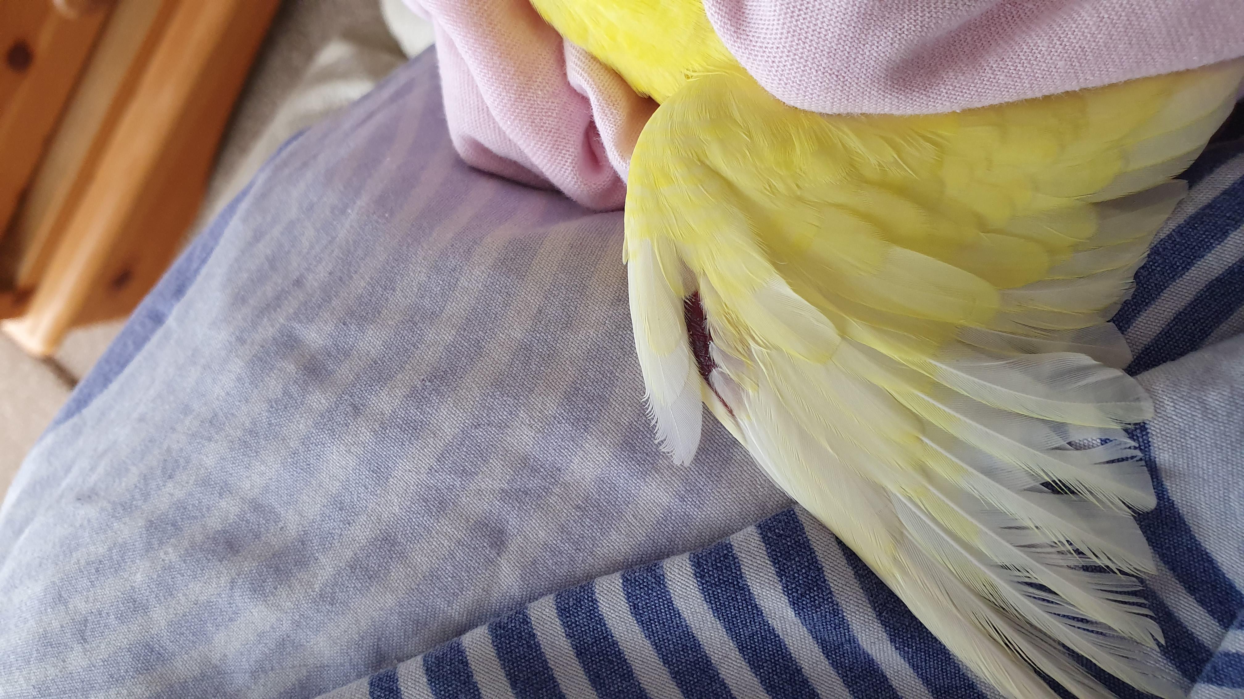 Why is my budgie bleeding from both wings in the same spot? | Petco