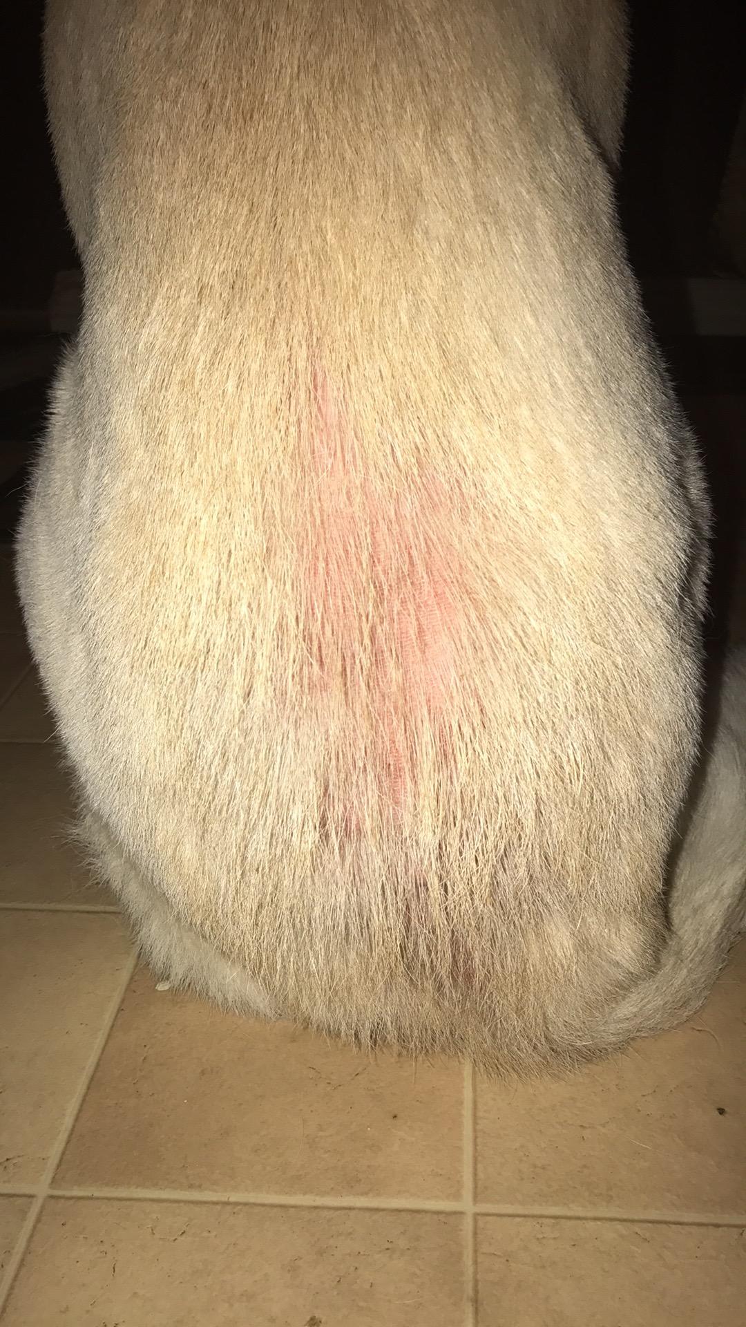 Why is my dog biting his back and tail until raw and bald? | Petco