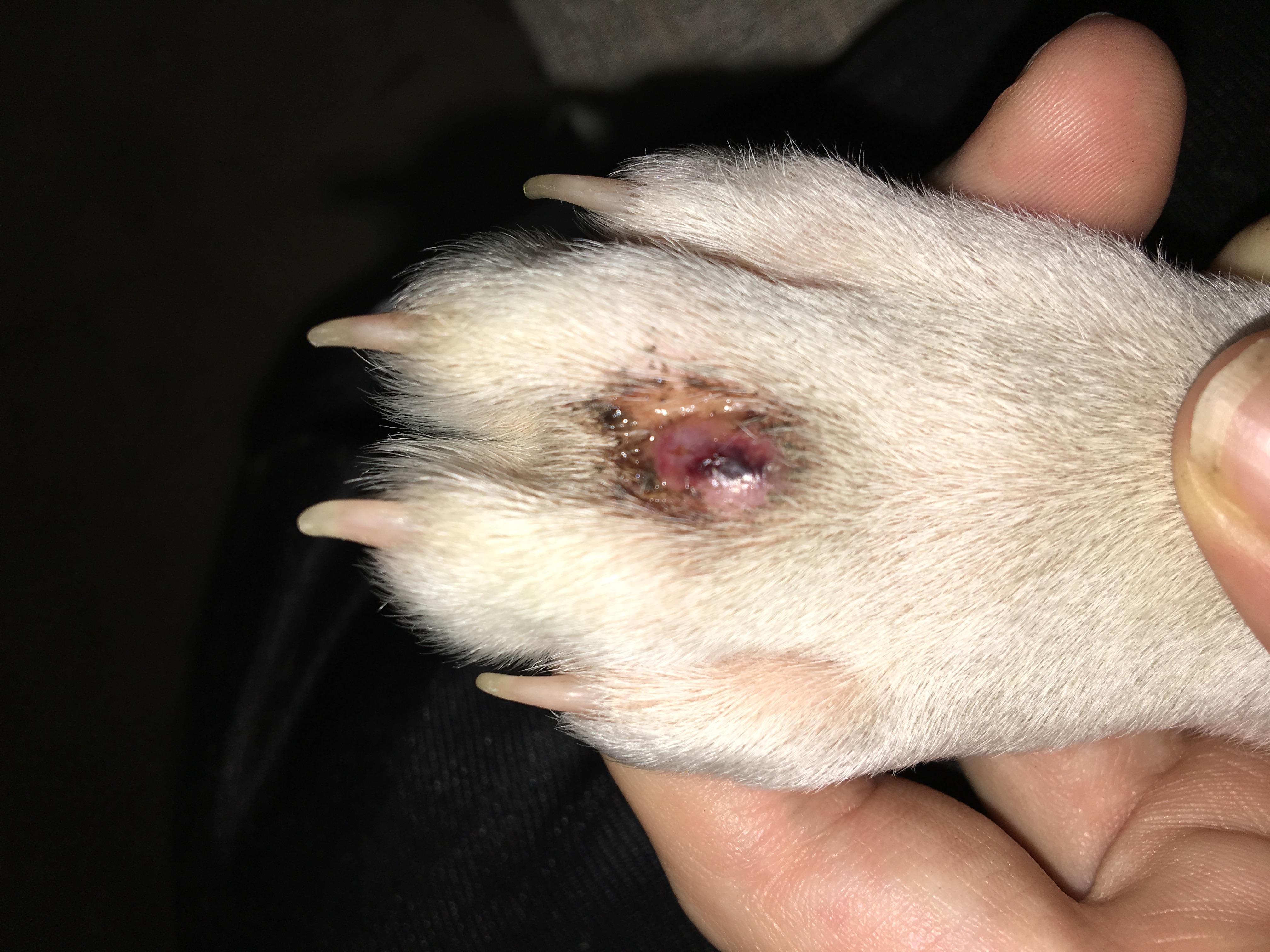Stray dog has bleeding paw & head issue. Is it an infection? | Petco