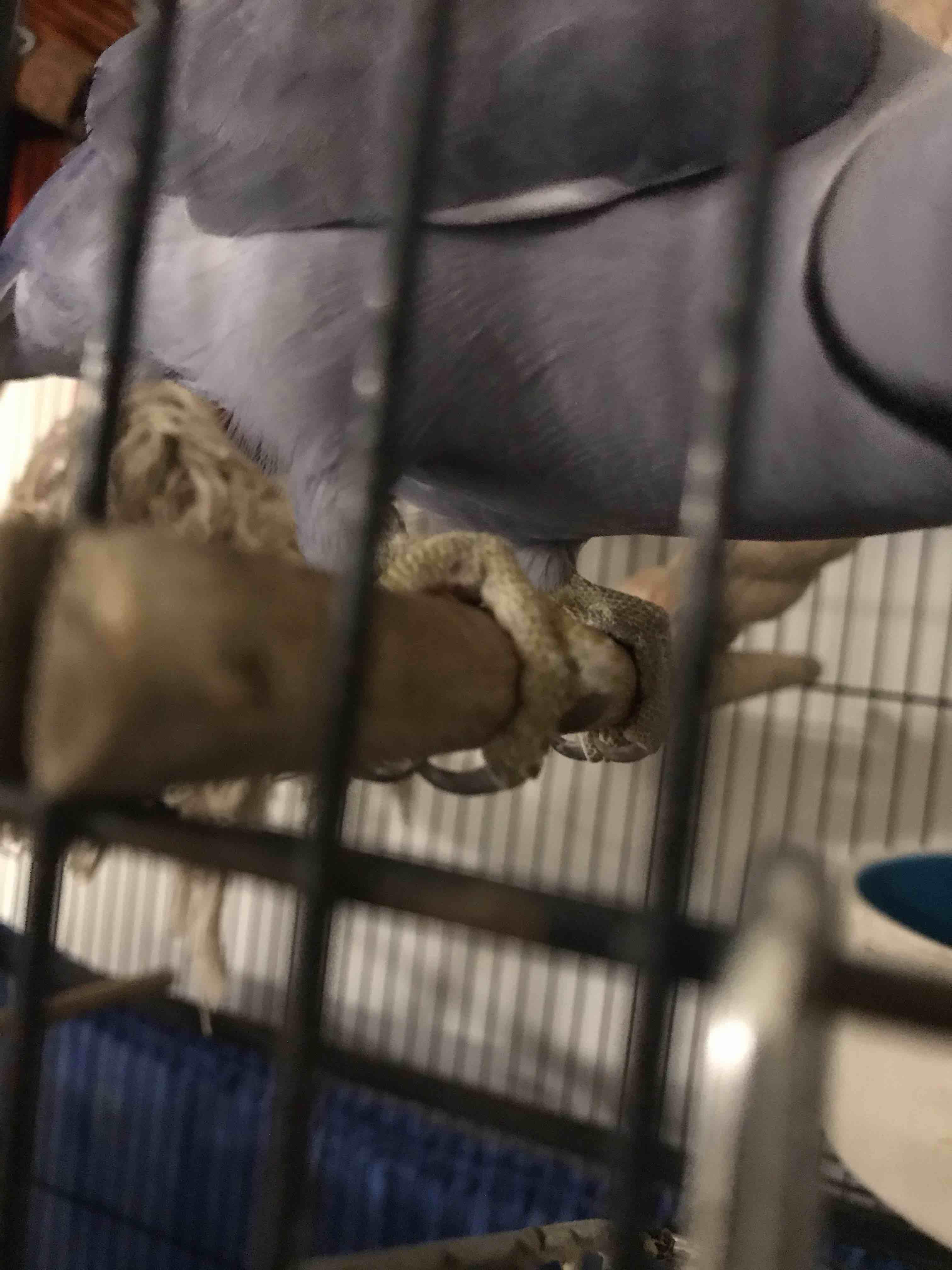 Trim Your Biting Indian Ringneck's Nails Without Panic | Petco