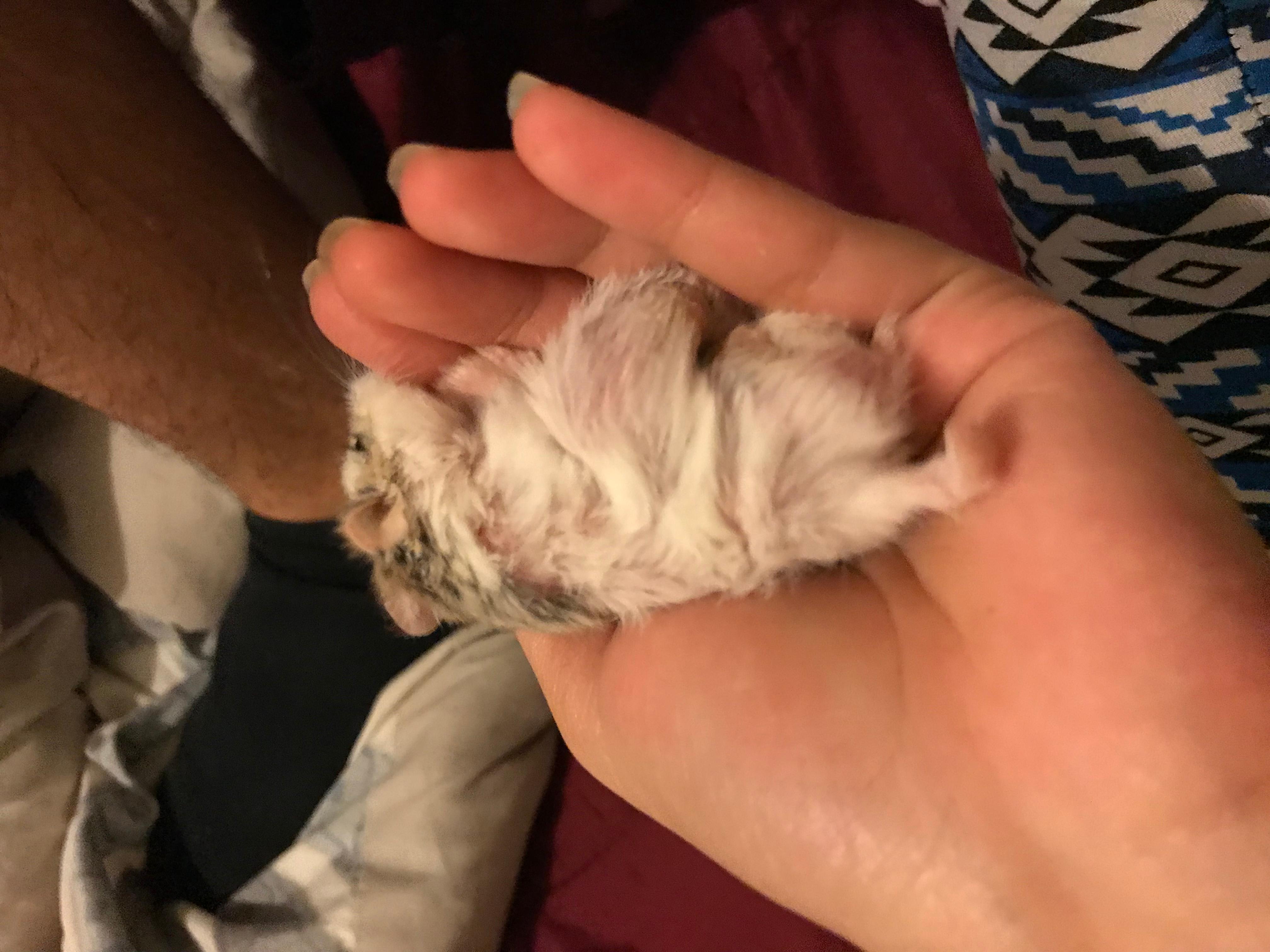 My Hamster Has a Painful Stomach Lump: Tumor? What's the Cost? | Petco