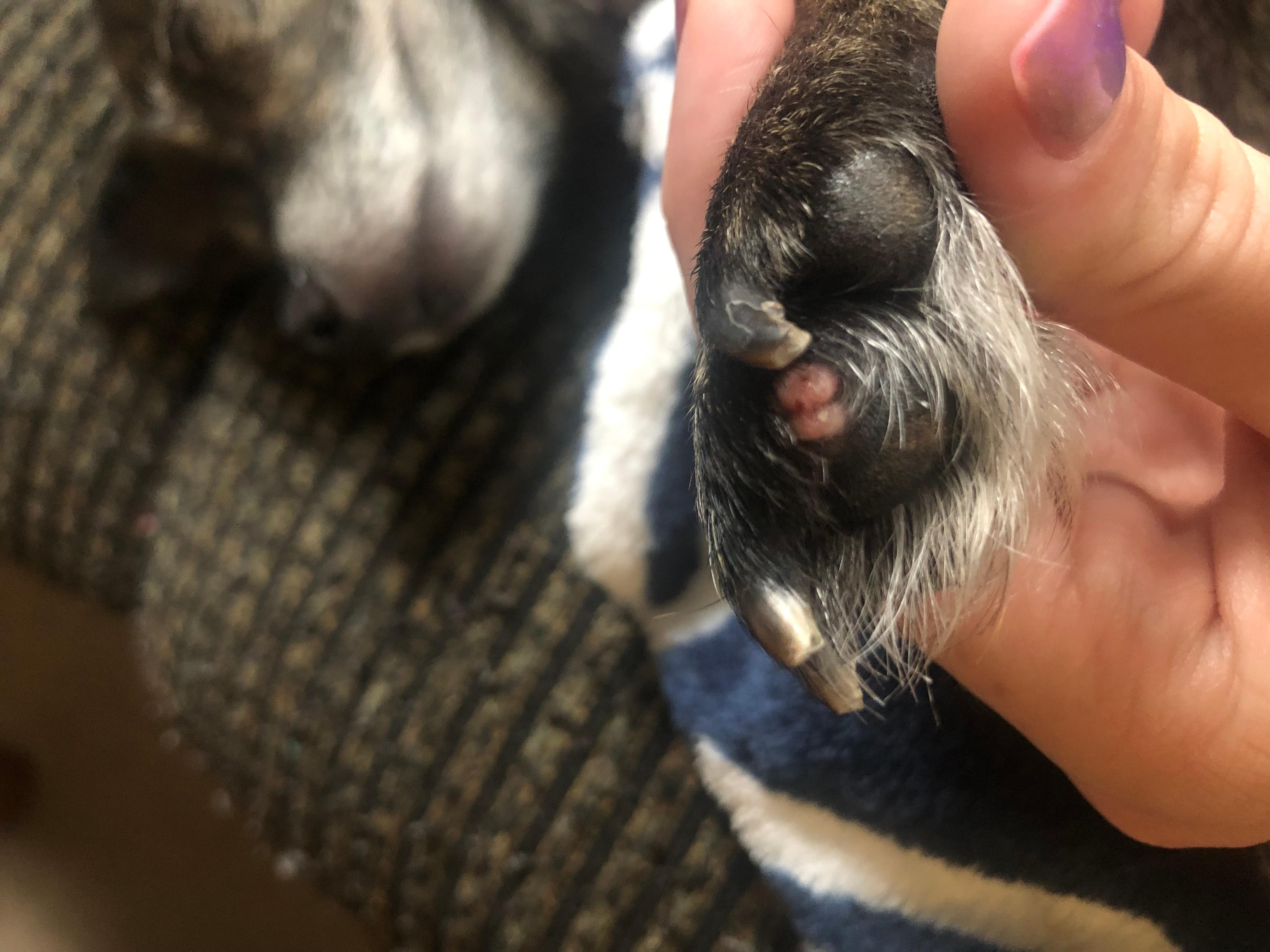 My Dog Has a Red Bump on Their Paw: When Should I See a Vet? | Petco