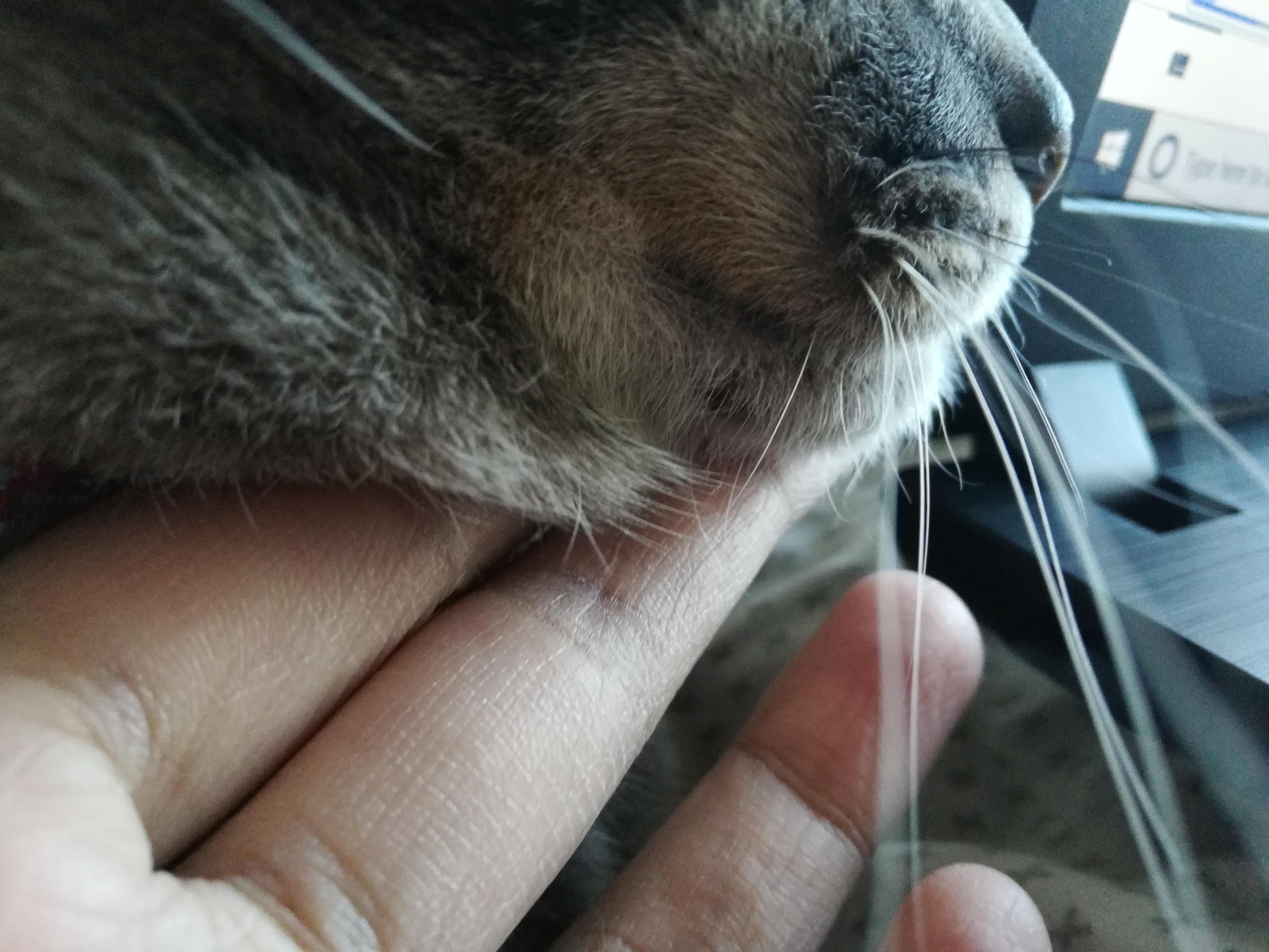 My Cat Has Bleeding Chin Bumps: Treat Her Acne at Home? | Petco