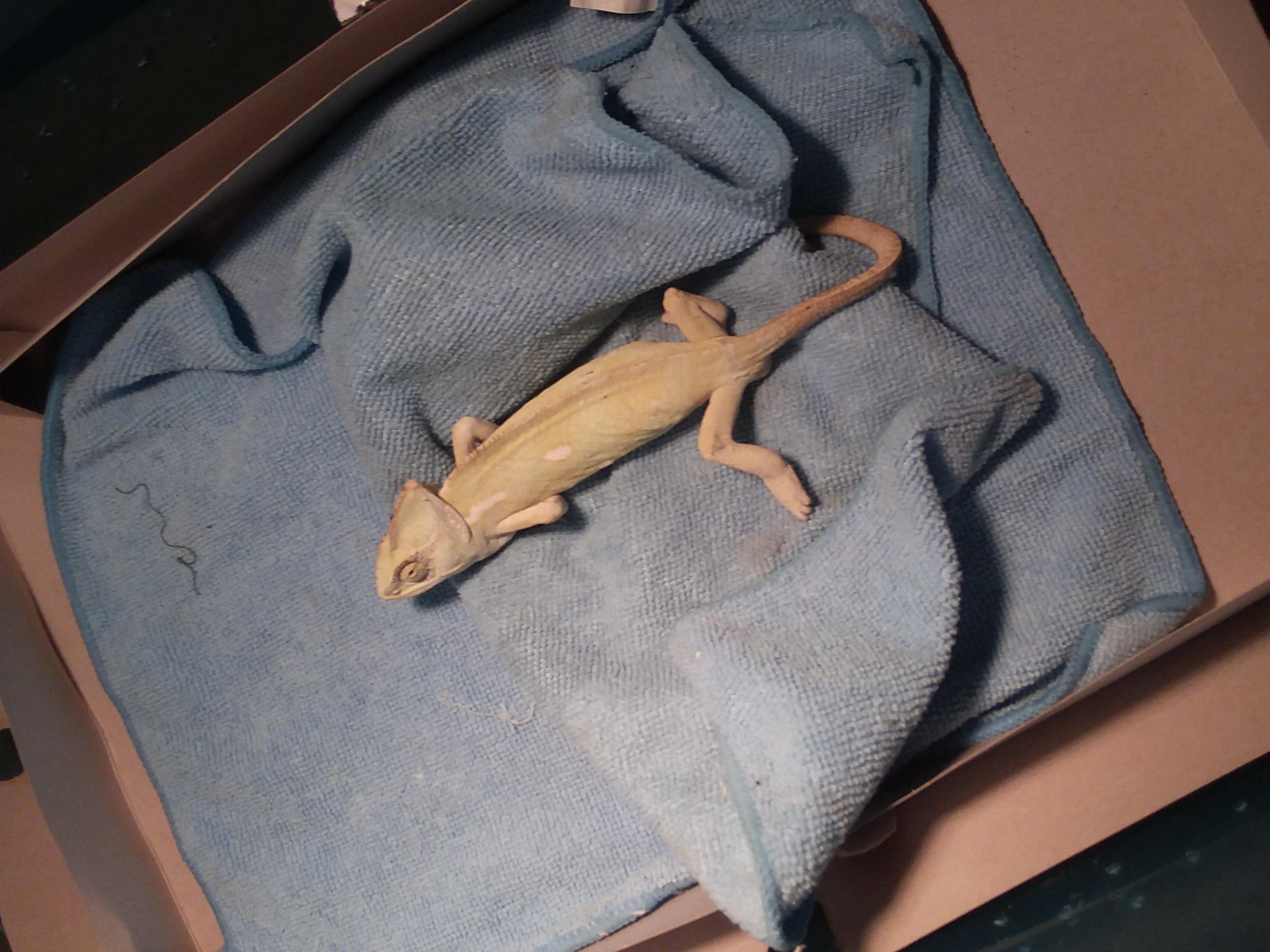 My chameleon is dying. What to do if you can't afford a vet? | Petco