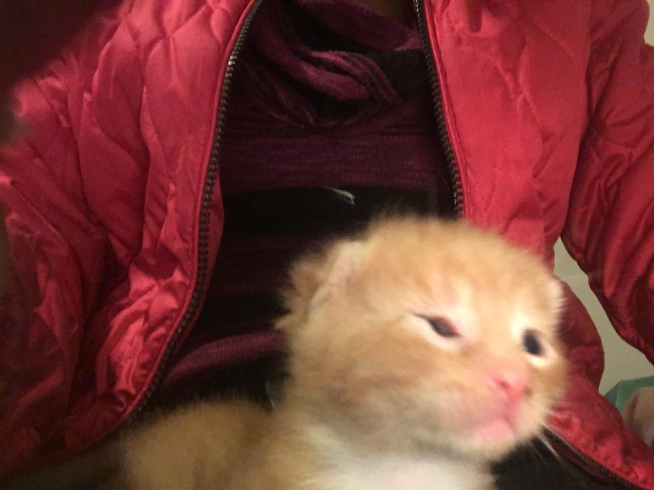 Why is my kitten's eye crusted shut and what can I do to help? | Petco