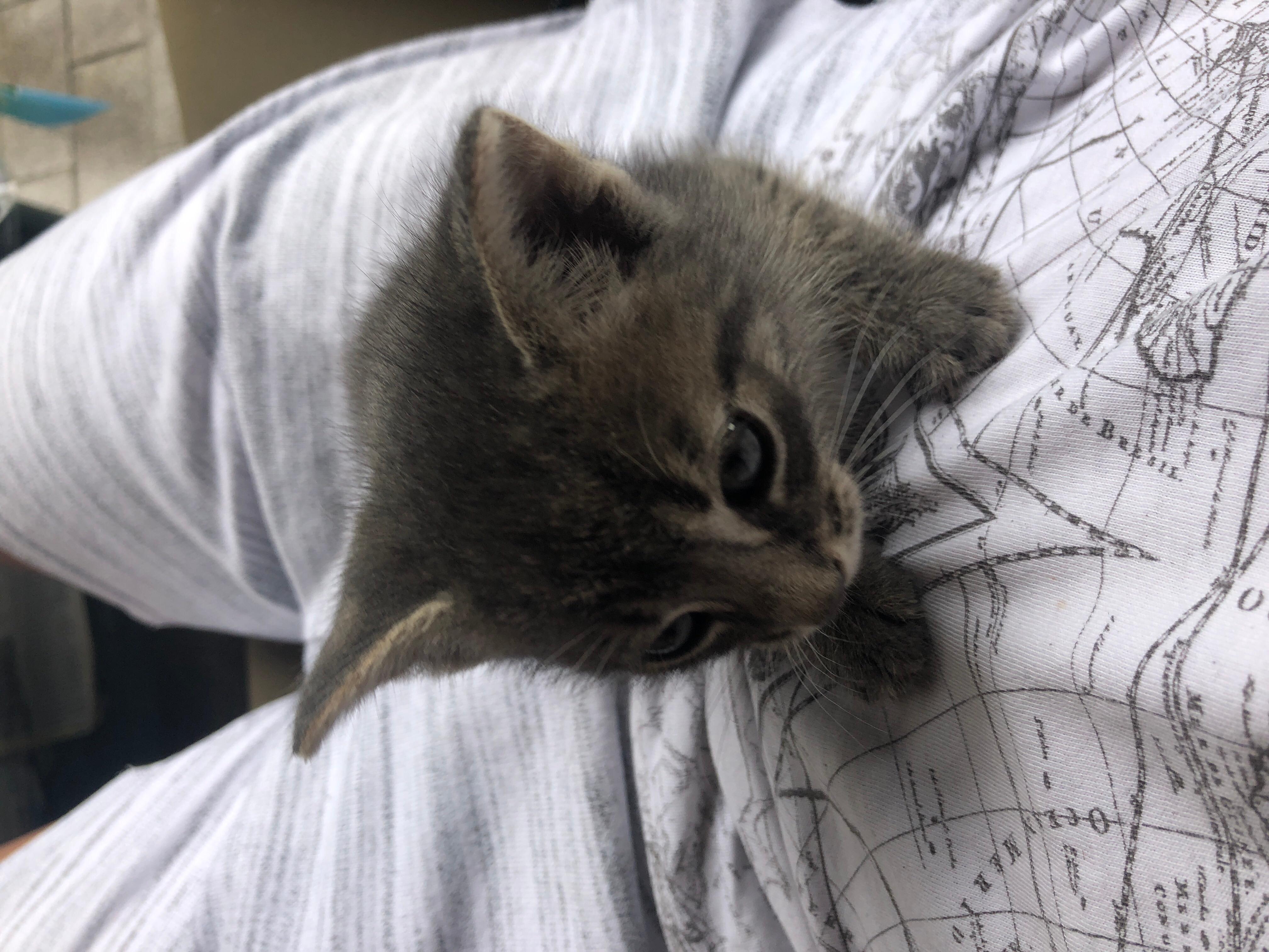 Is Your 1-Month-Old Kitten Ready for Solid Food? How Much & Often? | Petco