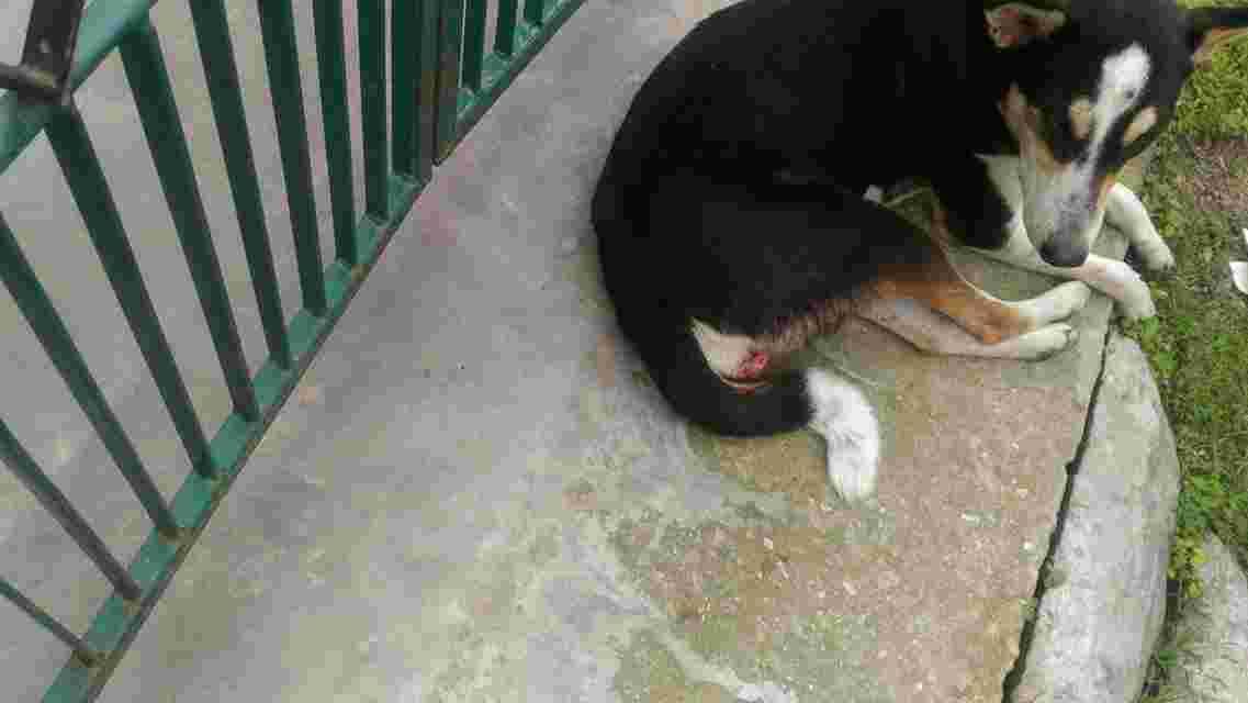 How to Help a Dog with Rectal Prolapse & Straining to Poop | Petco