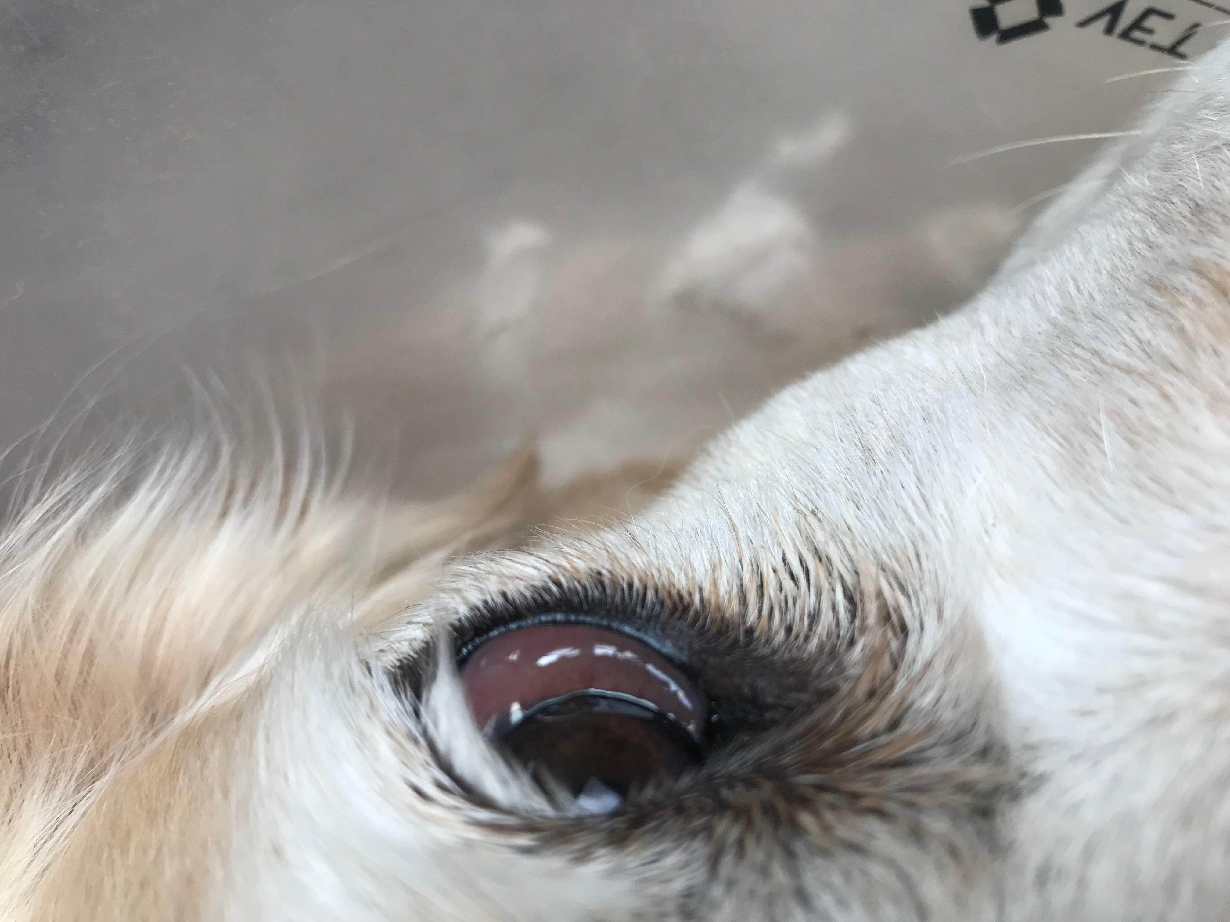 My Dog's Eye Swollen & Not Improving? When to See an Eye Vet | Petco