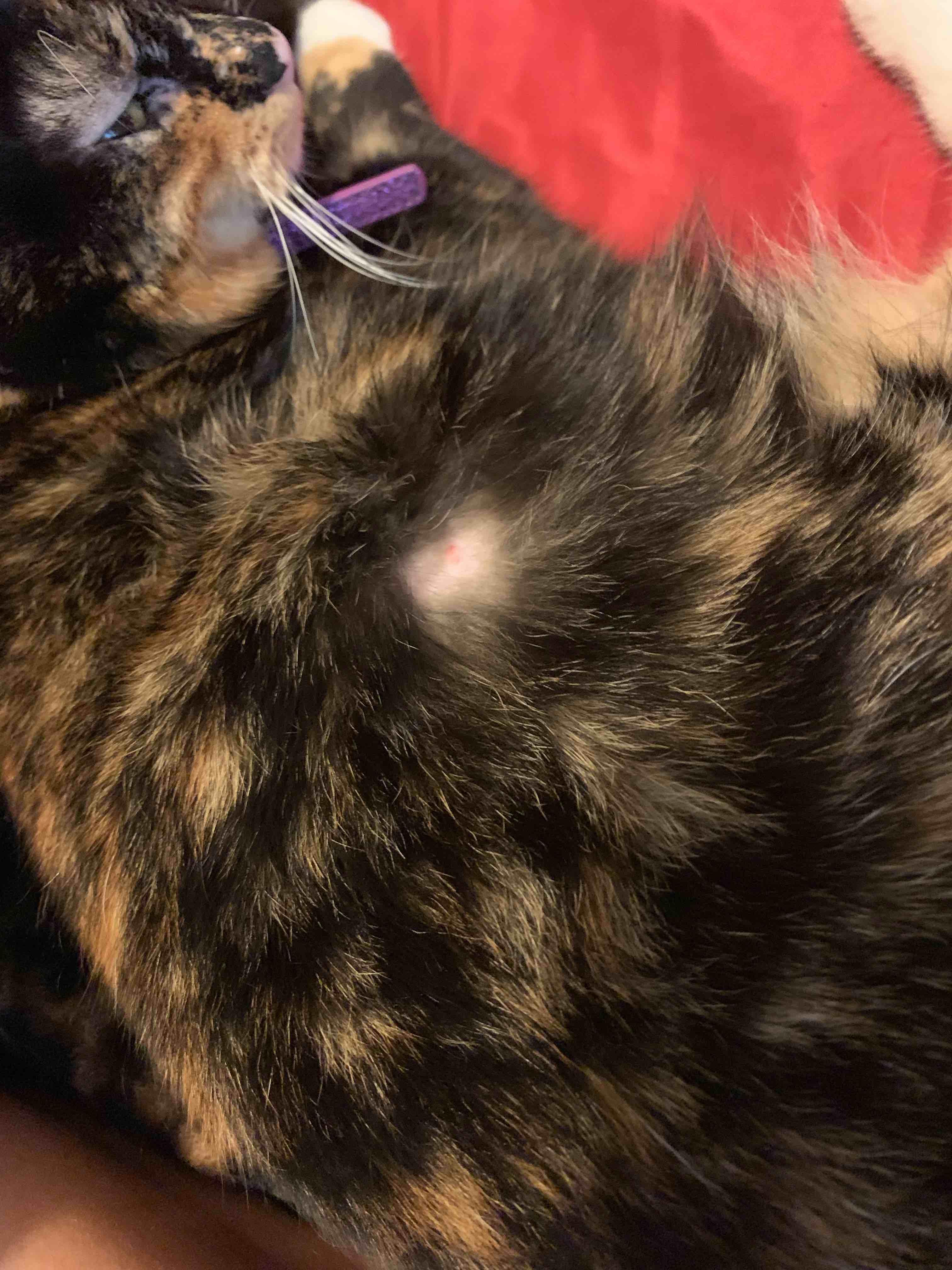 Why is my cat suddenly losing fur in pink patches on her sides? | Petco