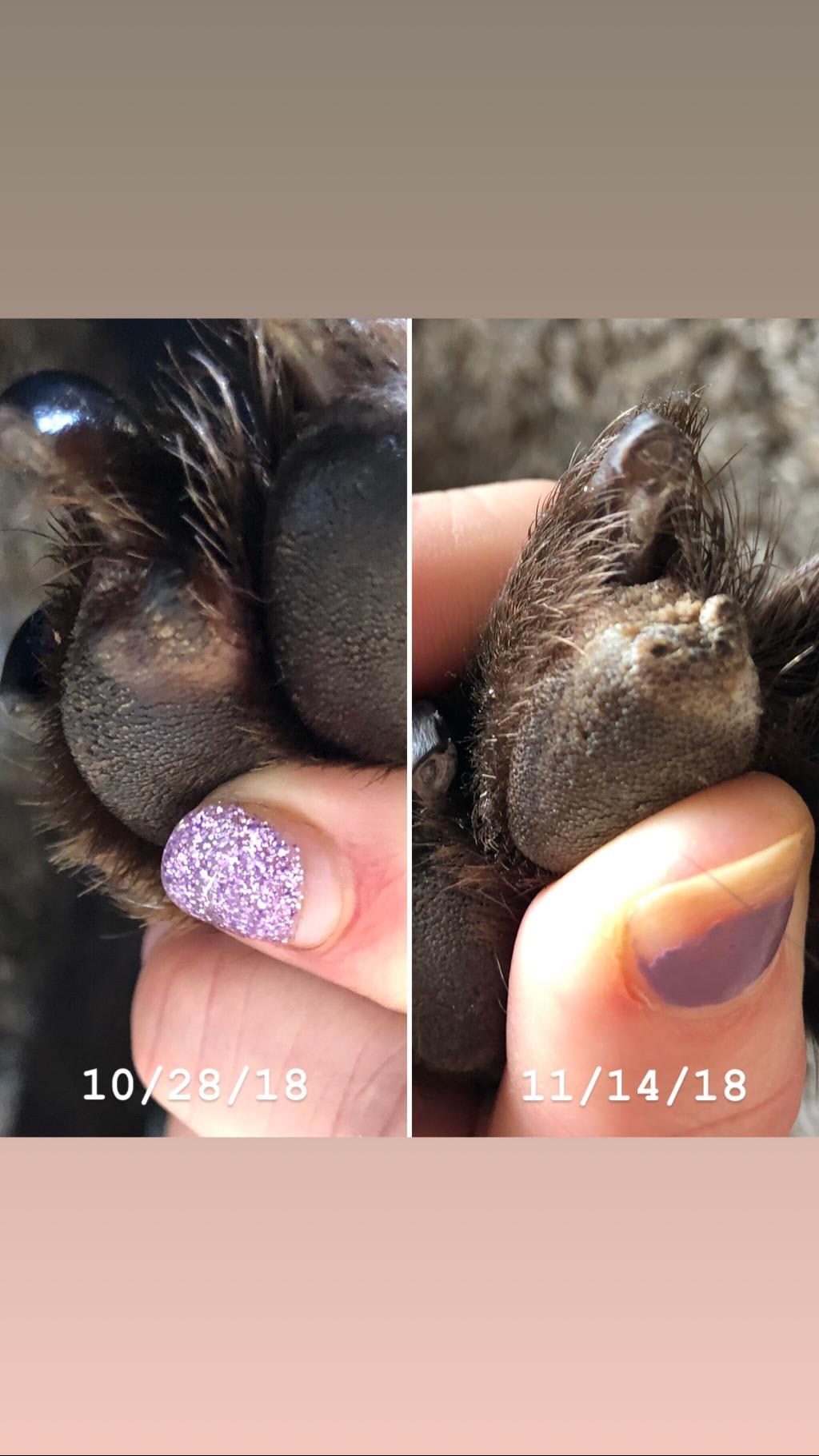 Dog's Red Paw Pad & Black Growth? Discover What It Could Be | Petco