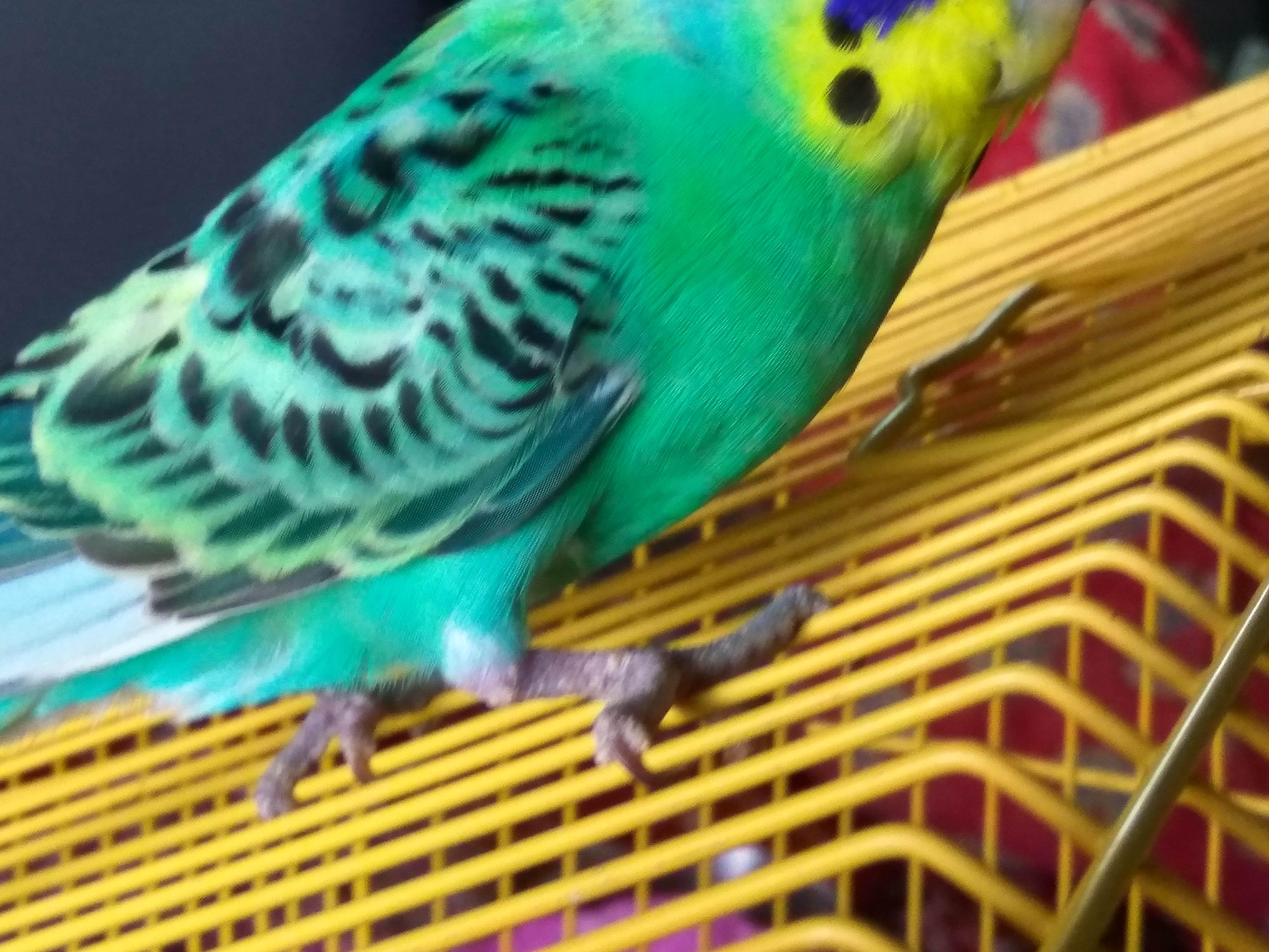 My Budgie Has White Blisters on Feet? Mites? Get Answers | Petco