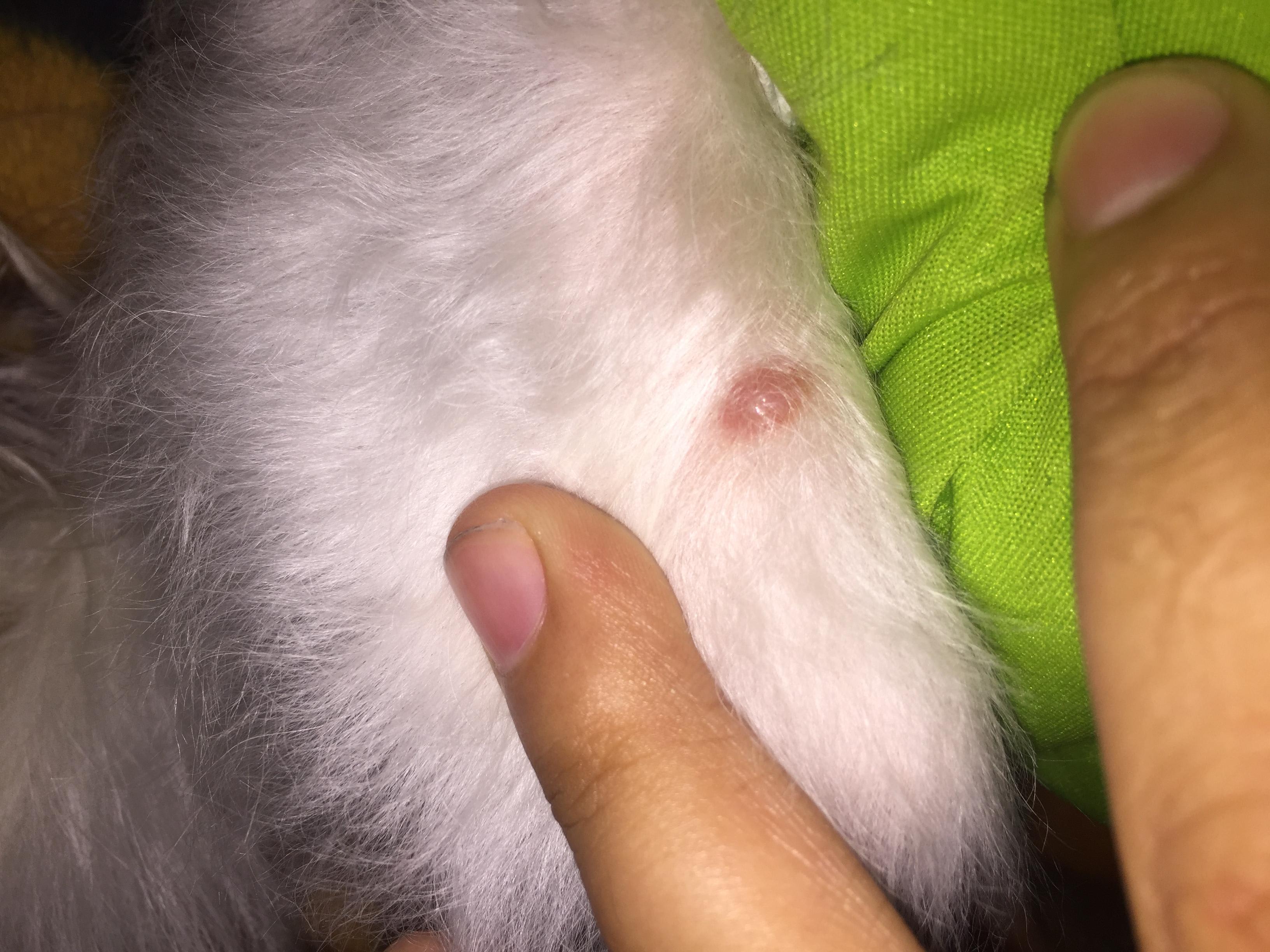 Dog Has Red Bump on Leg, Not Bothered? Is it Serious? | Petco