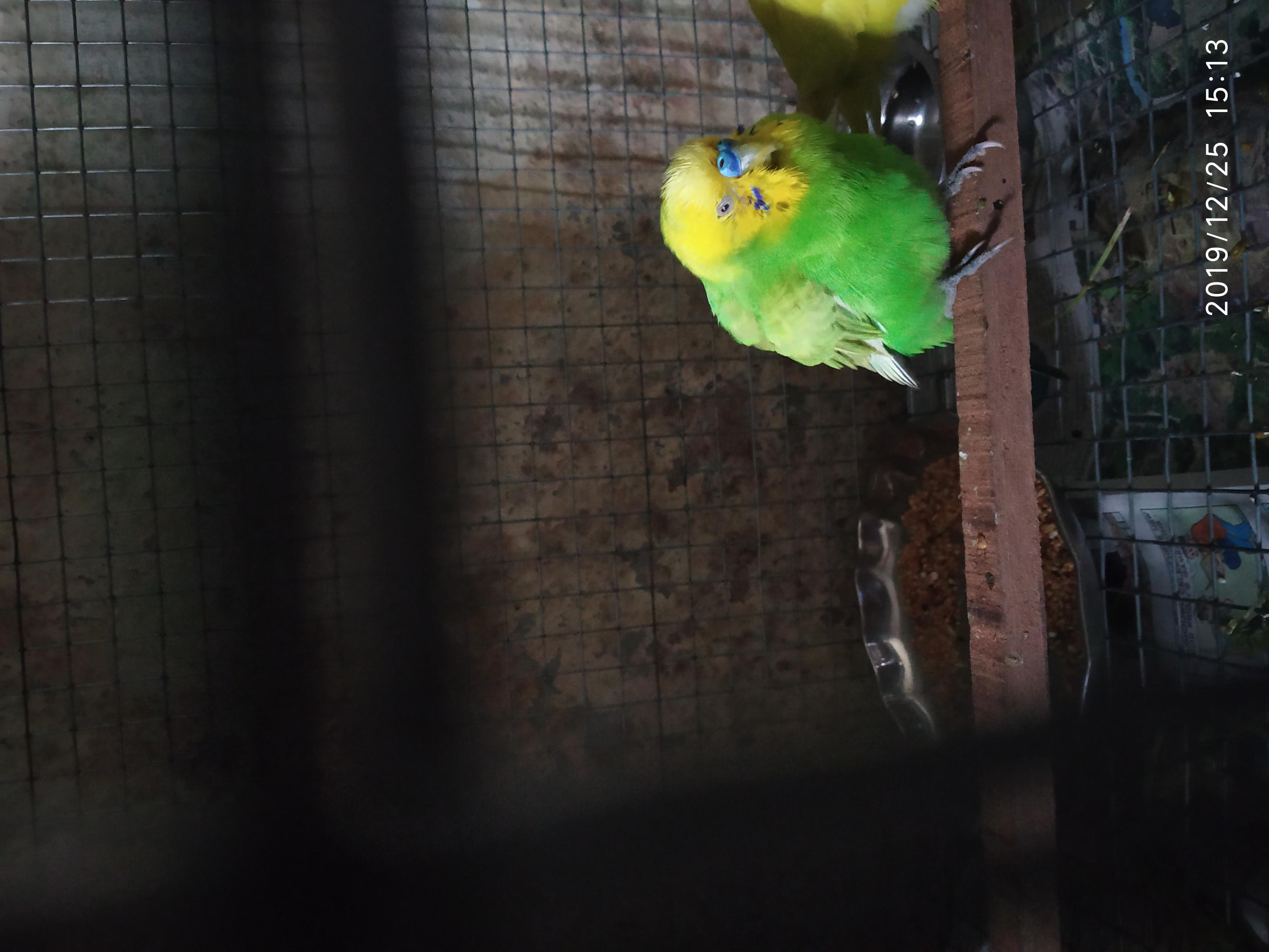 My budgie is sick: not eating, puffed feathers, and very weak. | Petco