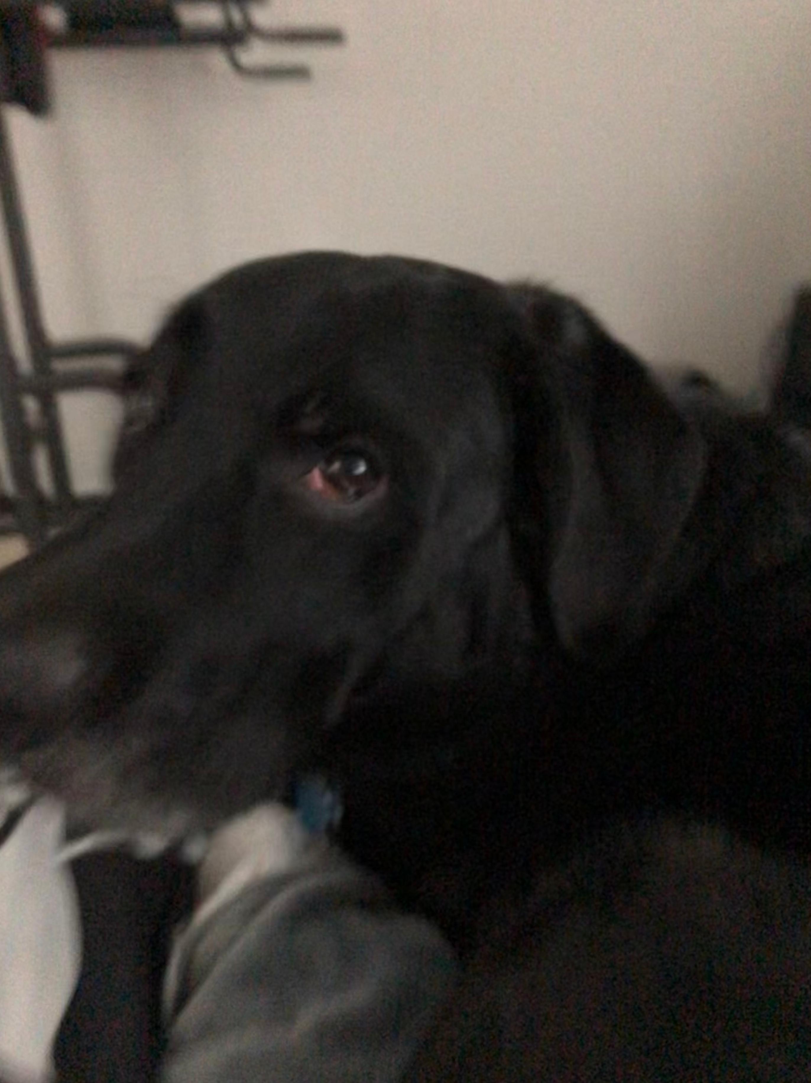 Why are my dog's eyes glossy, droopy, and sometimes closing? | Petco