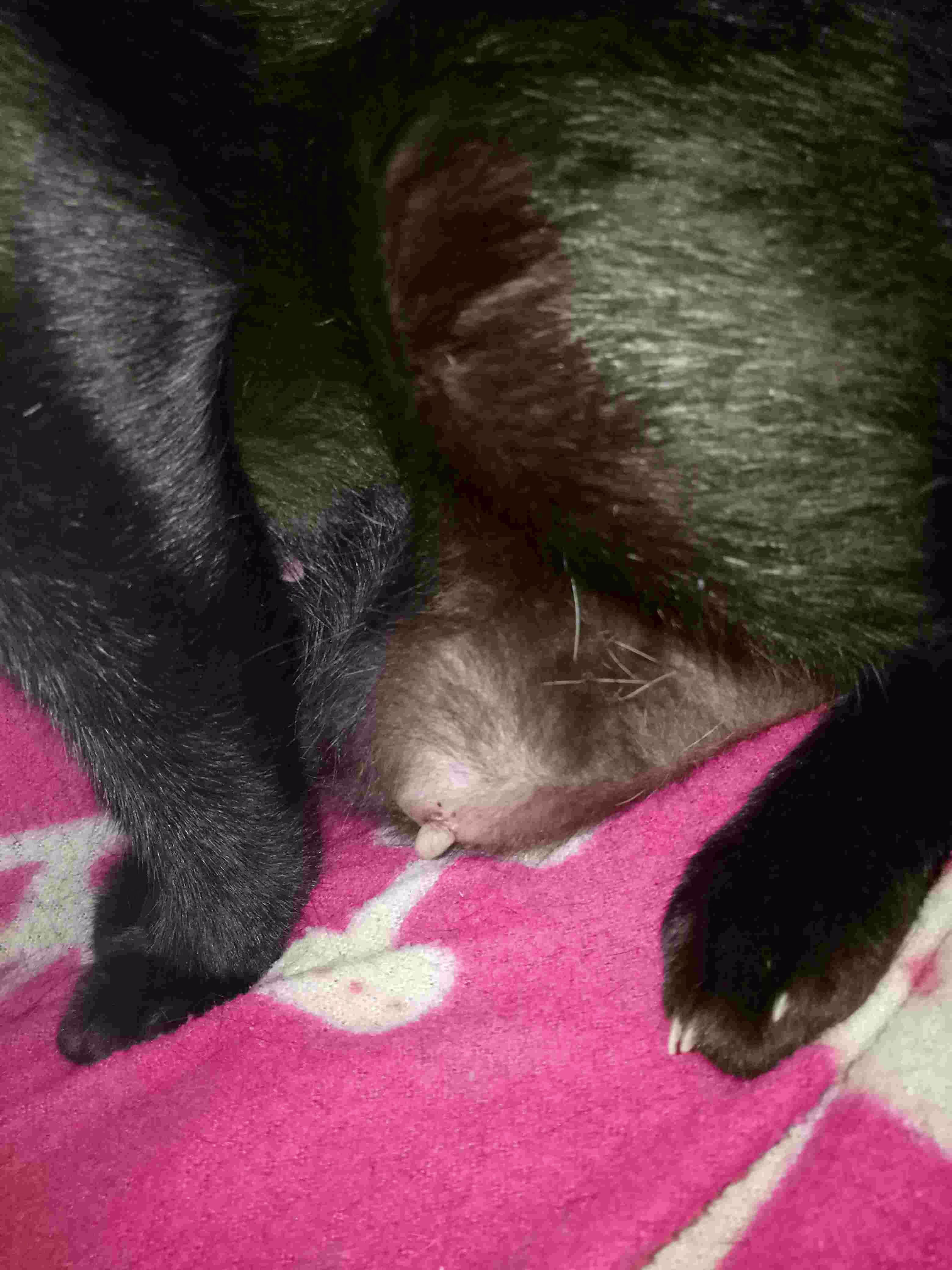Unspayed Cat Has Discharge, Tight Stomach, Lump? Find Out Why | Petco