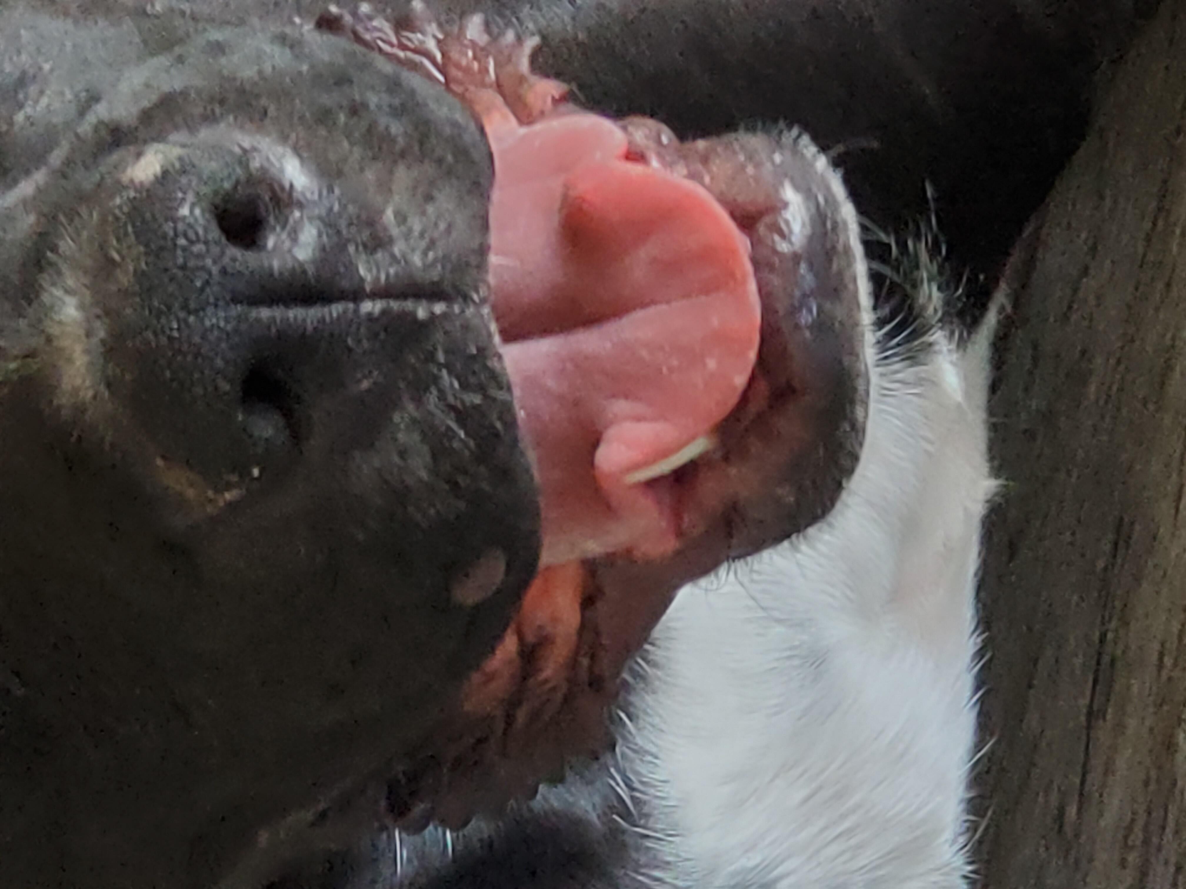 Boxer has moles or bumps. Normal, or should you see a vet? | Petco