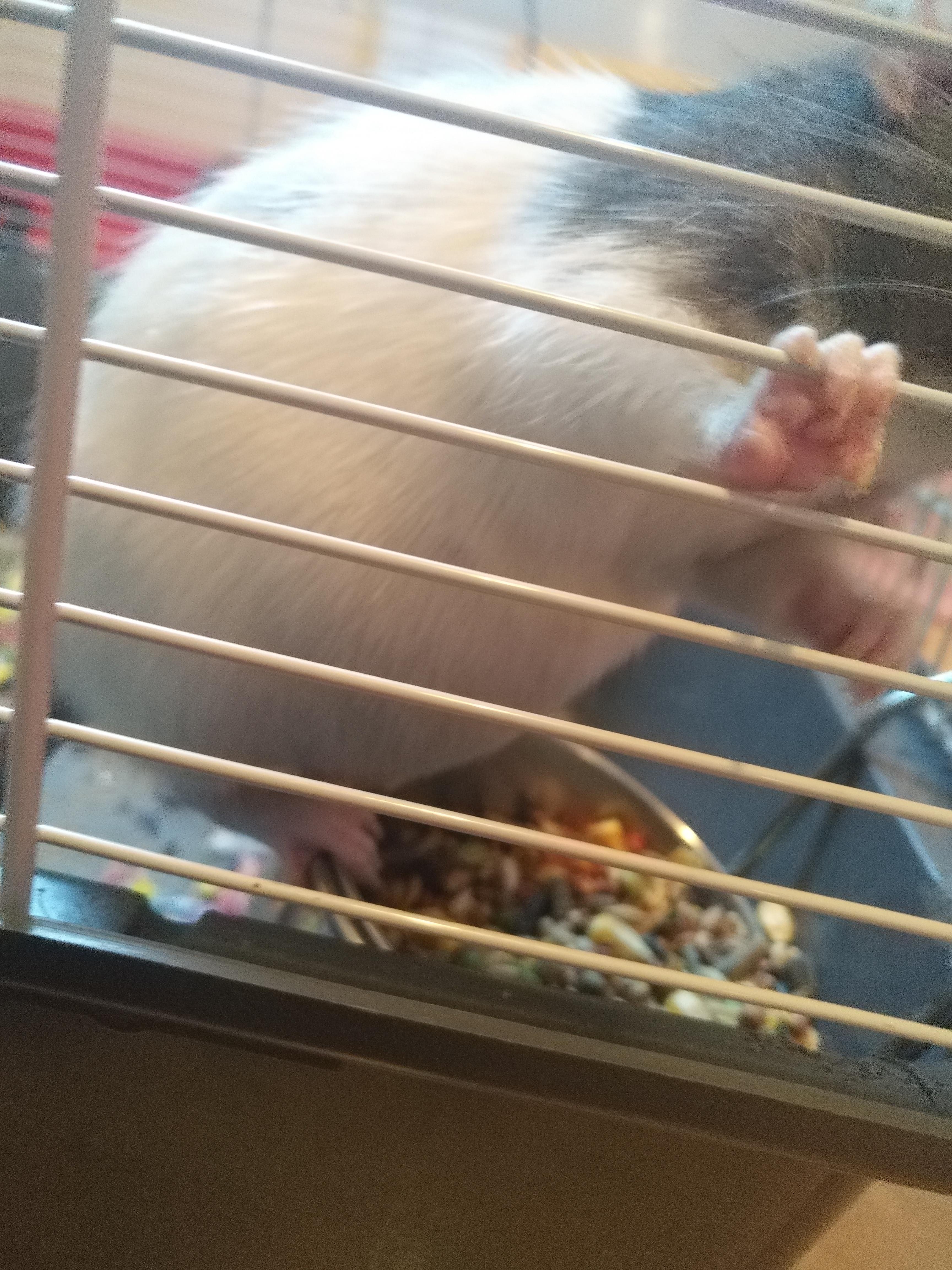 My Pregnant Rat: Is She Overdue or In Labor? Find Out Now | Petco