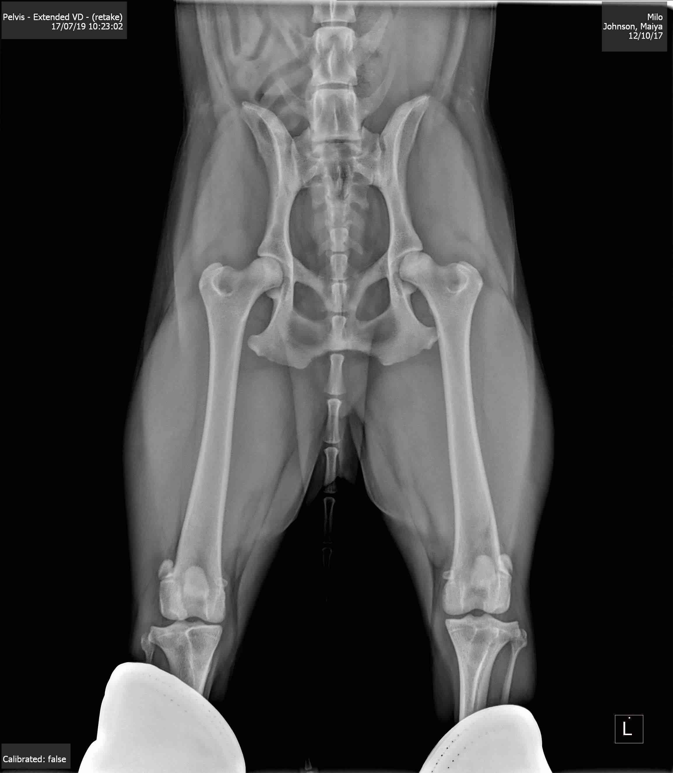 My Young Dog Has Hip Dysplasia on X-rays? Get the Prognosis | Petco